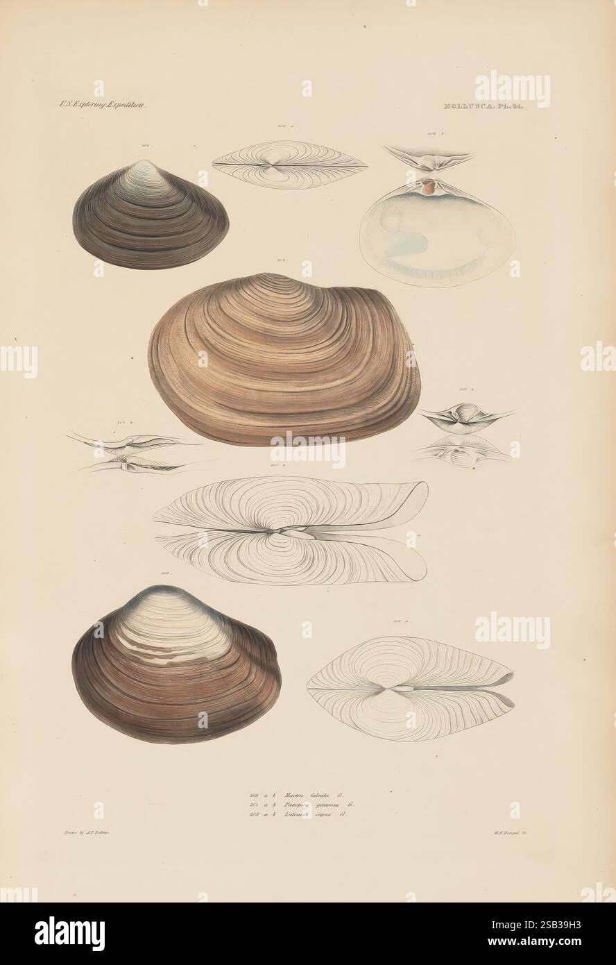 Mollusca, shells, Boston, Gould, Lincoln, 1852, mollusks, This artwork ...