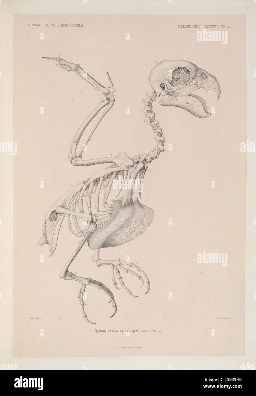 Birds skeletal framework hi-res stock photography and images - Alamy