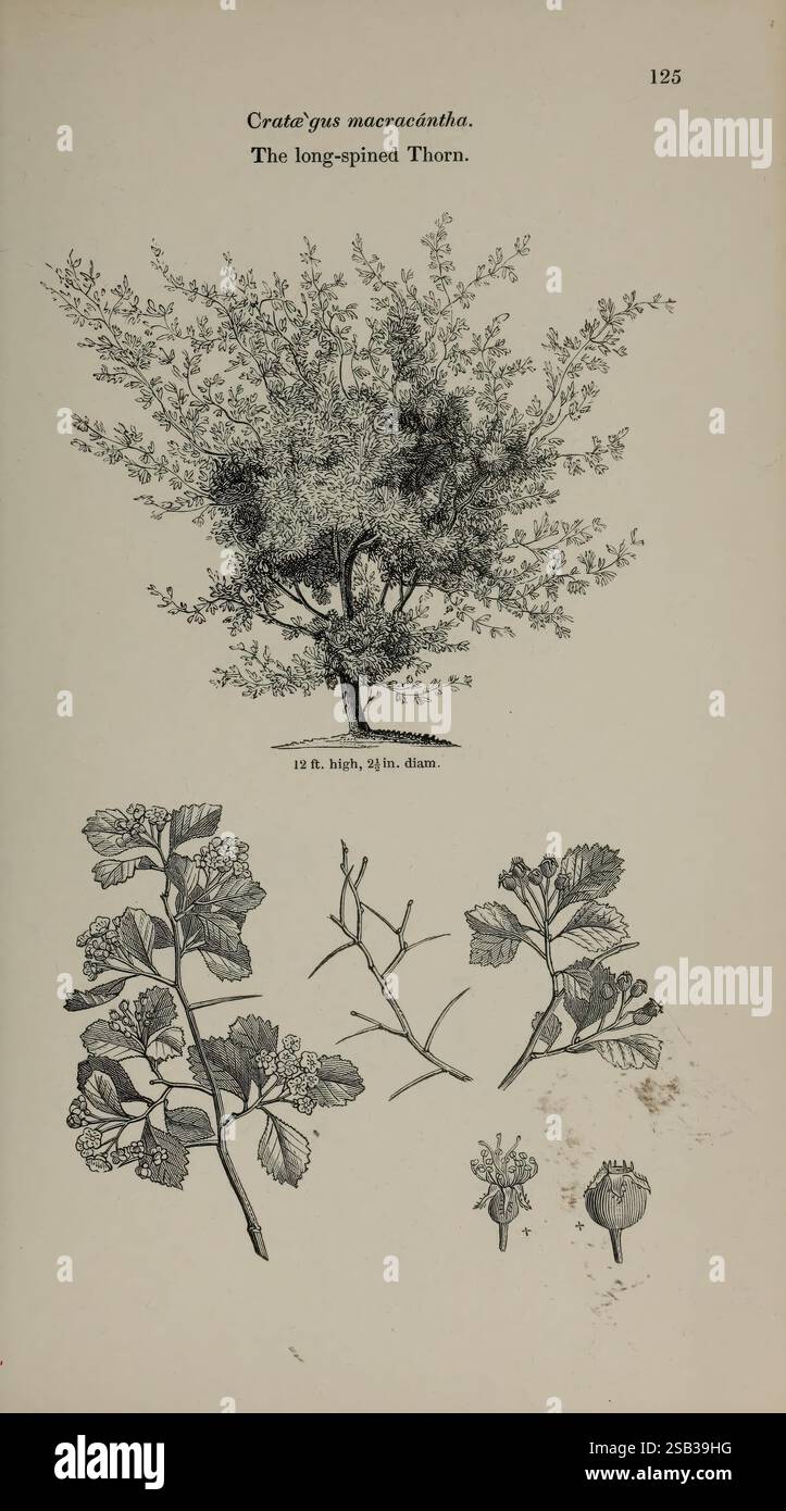 Arboretum et fruticetum britannicum, or London, J.C. Loudon, 1844 ...