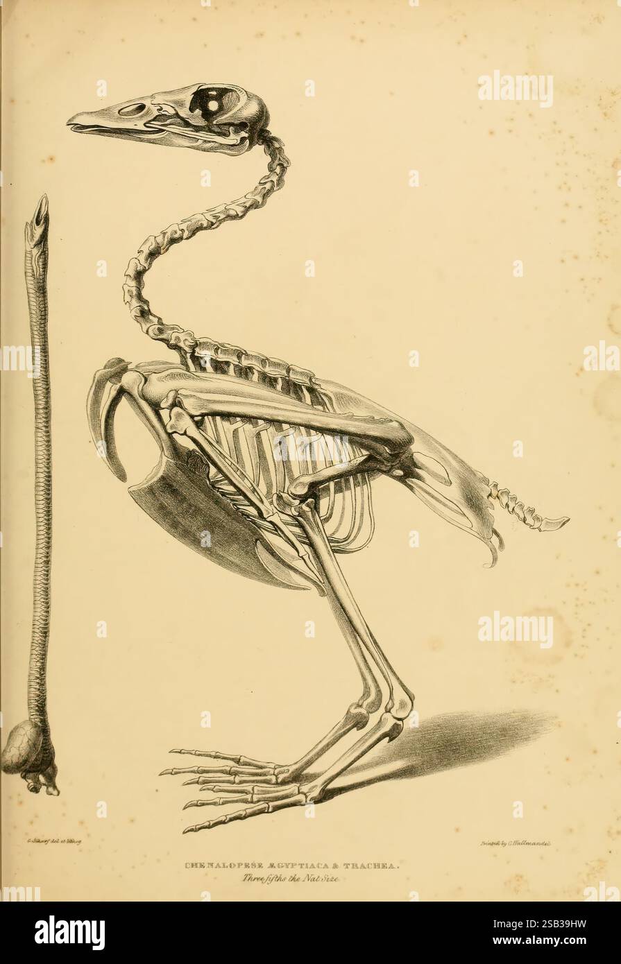 Singular bone hi-res stock photography and images - Alamy