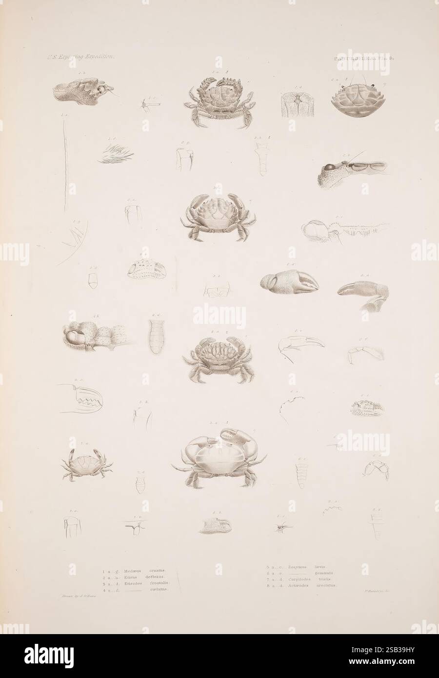 Crustacea Philadelphia Printed by C. Sherman 1852-55 [i.e. 1861 ...