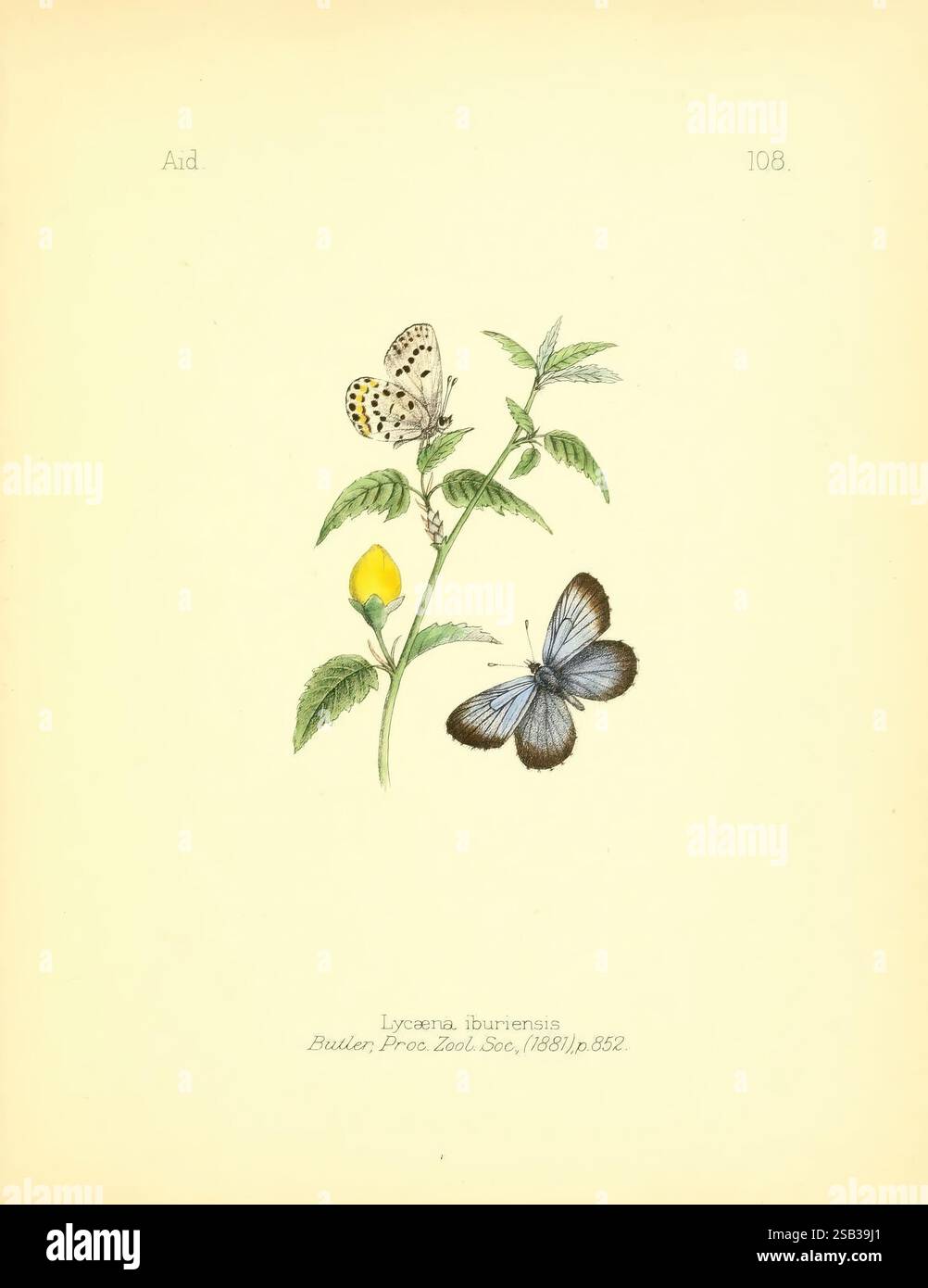 Aid to the identification of insects, London, E.W. Janson, 1880-90 ...