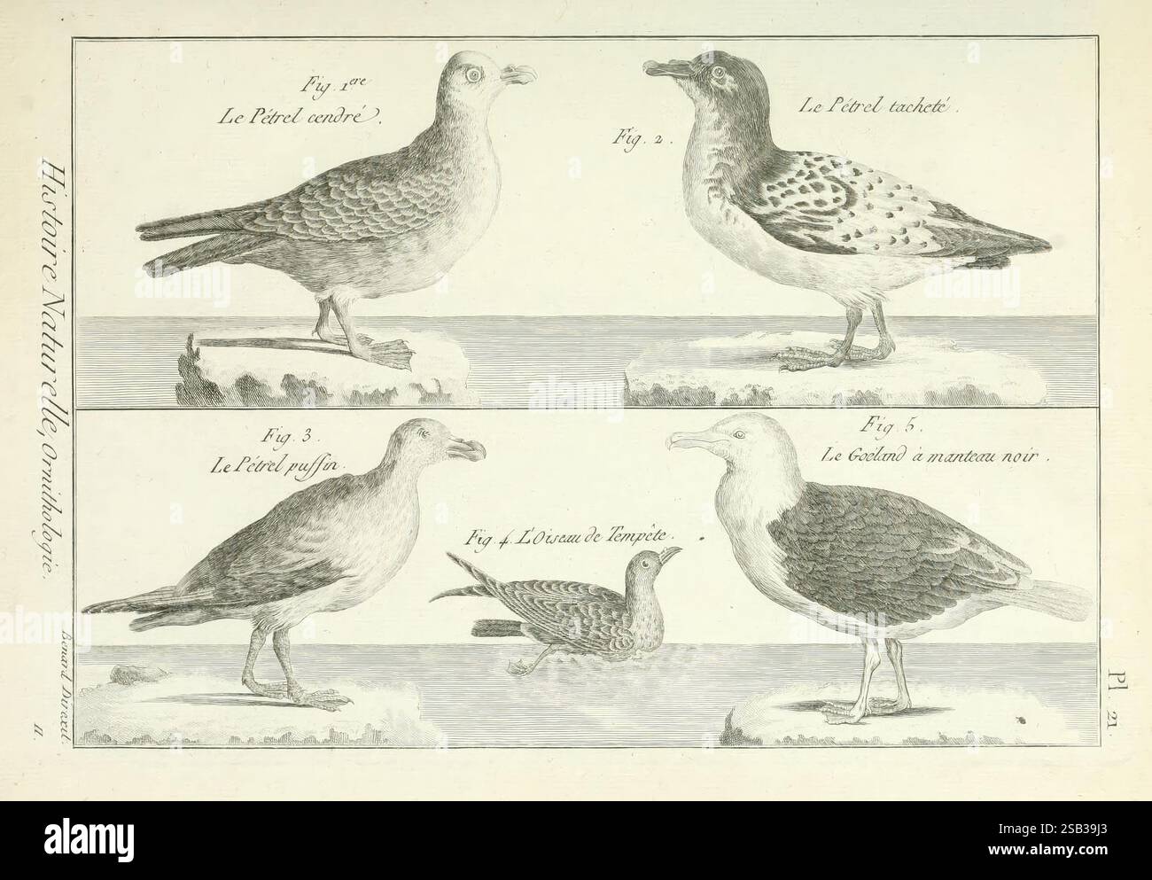 Tableau encyclopédique et méthodique des trois règnes de la nature, A ...