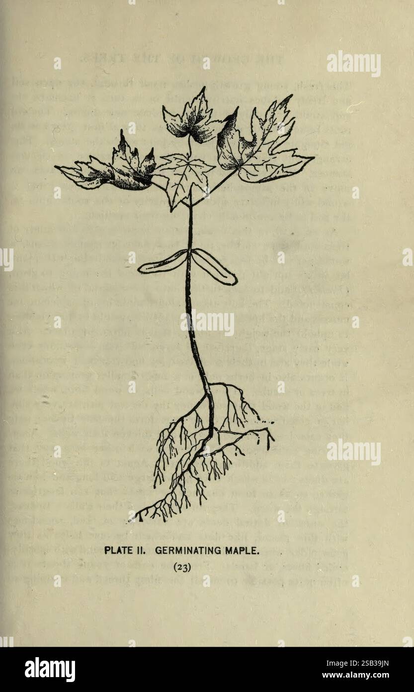 A guide to the trees New York F.A. Stokes [c1900] trees United States ...
