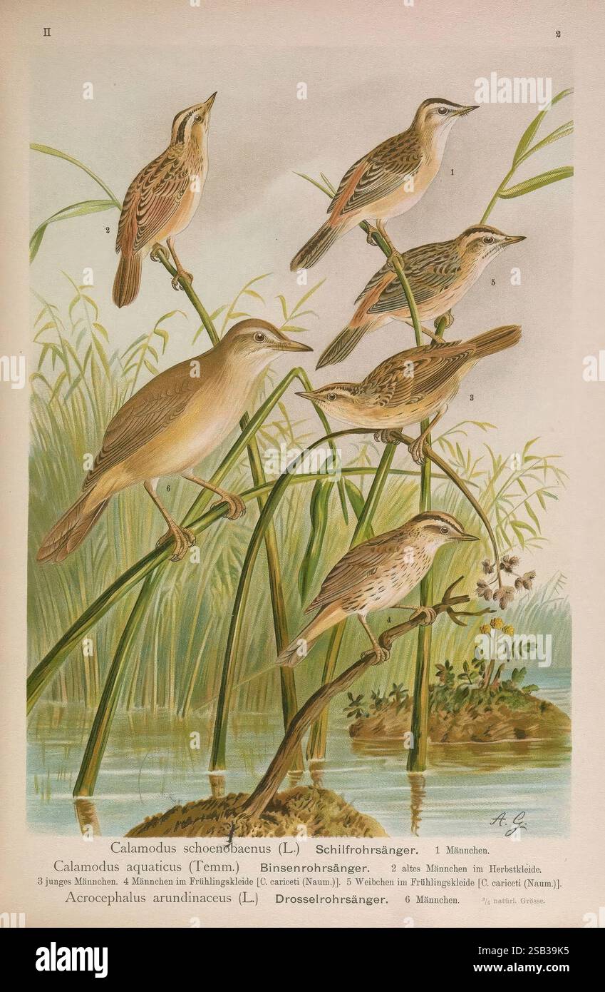 Naumann Gera-Untermhaus F.E. Köhler 1897-1905 [v.1, 1905] birds europe Acrocephalus ...