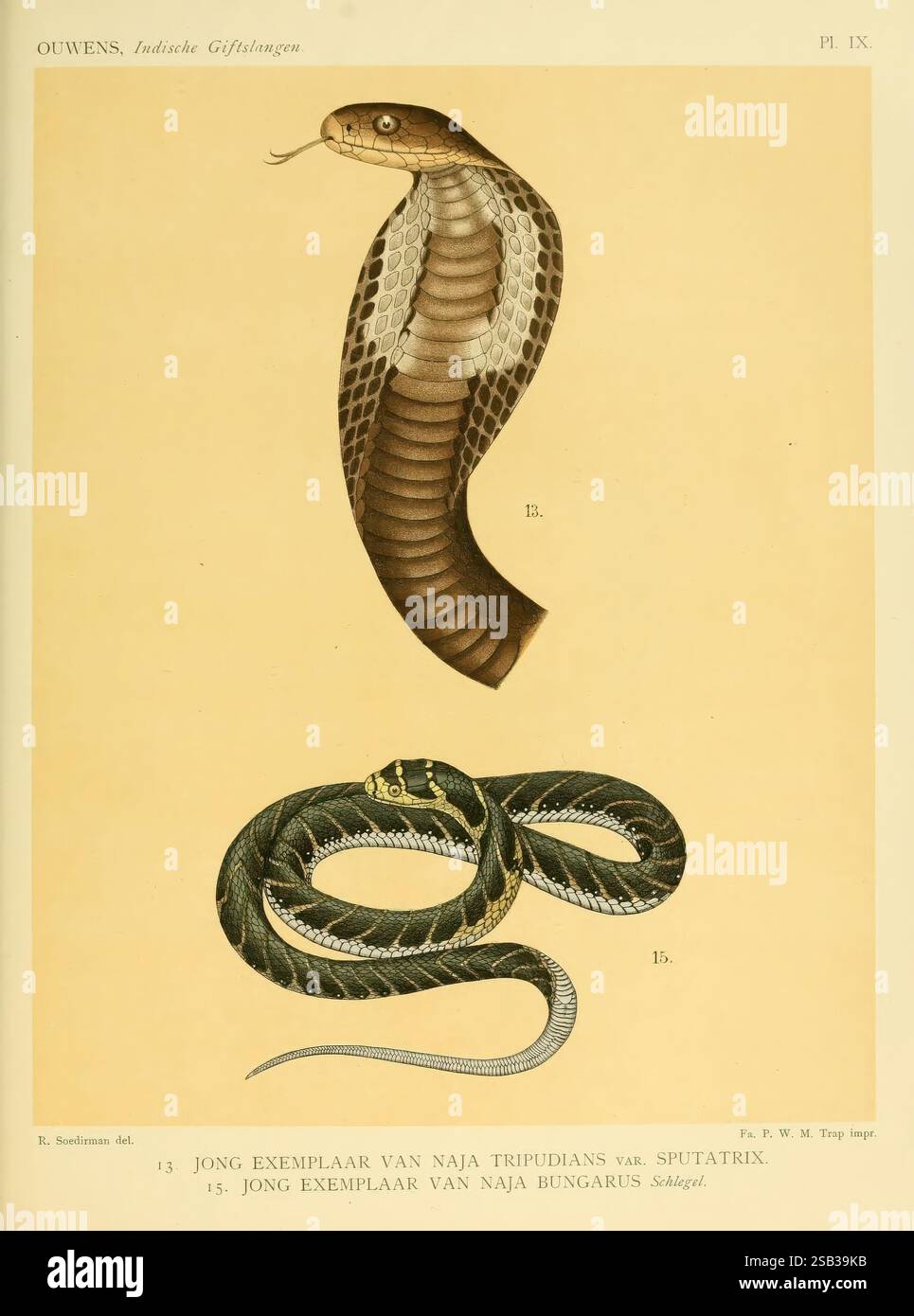 Image features two distinct snake species hi-res stock photography and ...