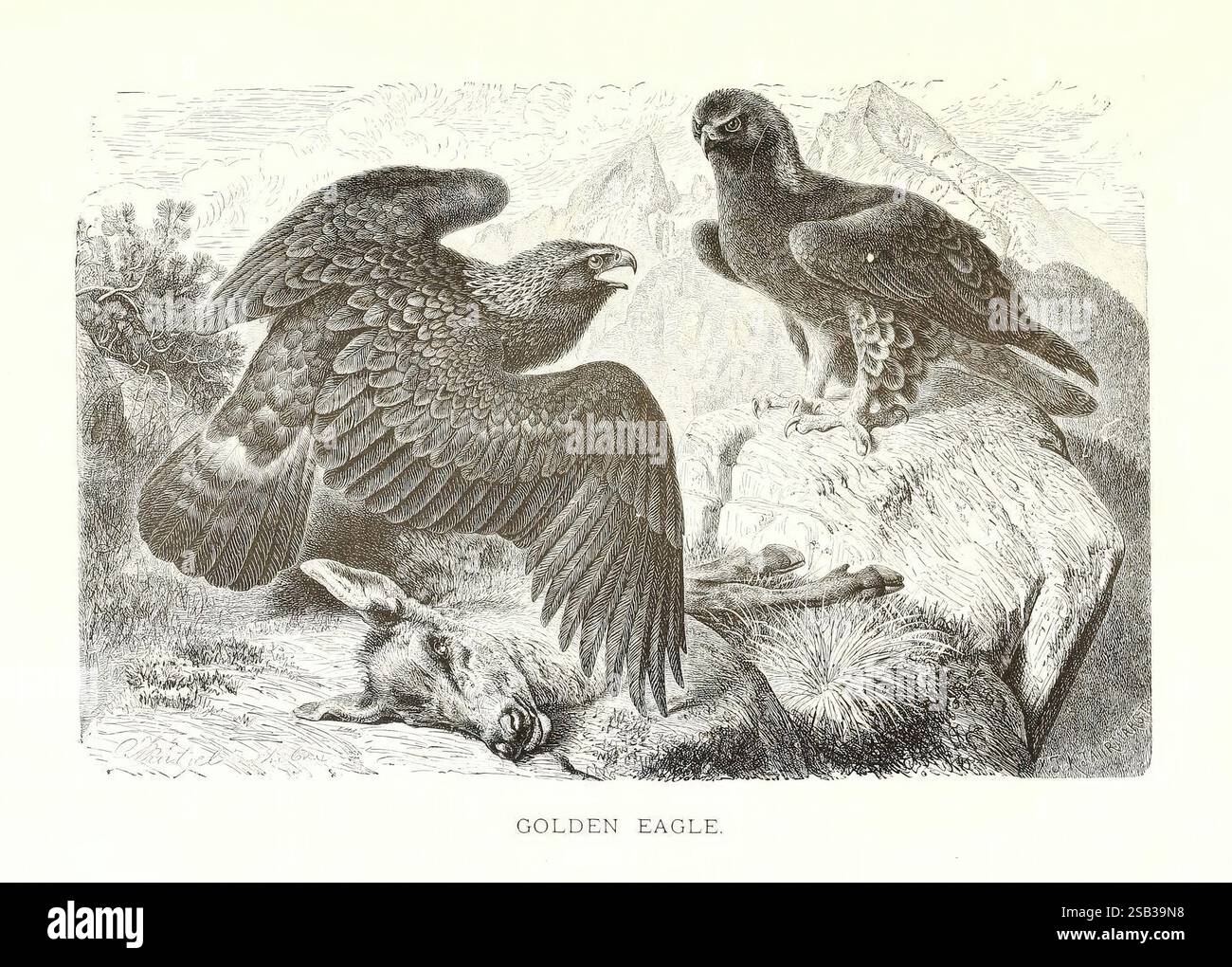 Eagles predatory instinct hi-res stock photography and images - Alamy