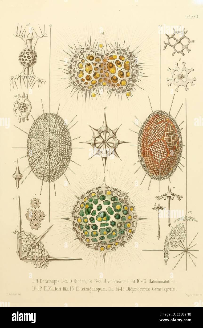 Top set features various shapes hi-res stock photography and images - Alamy