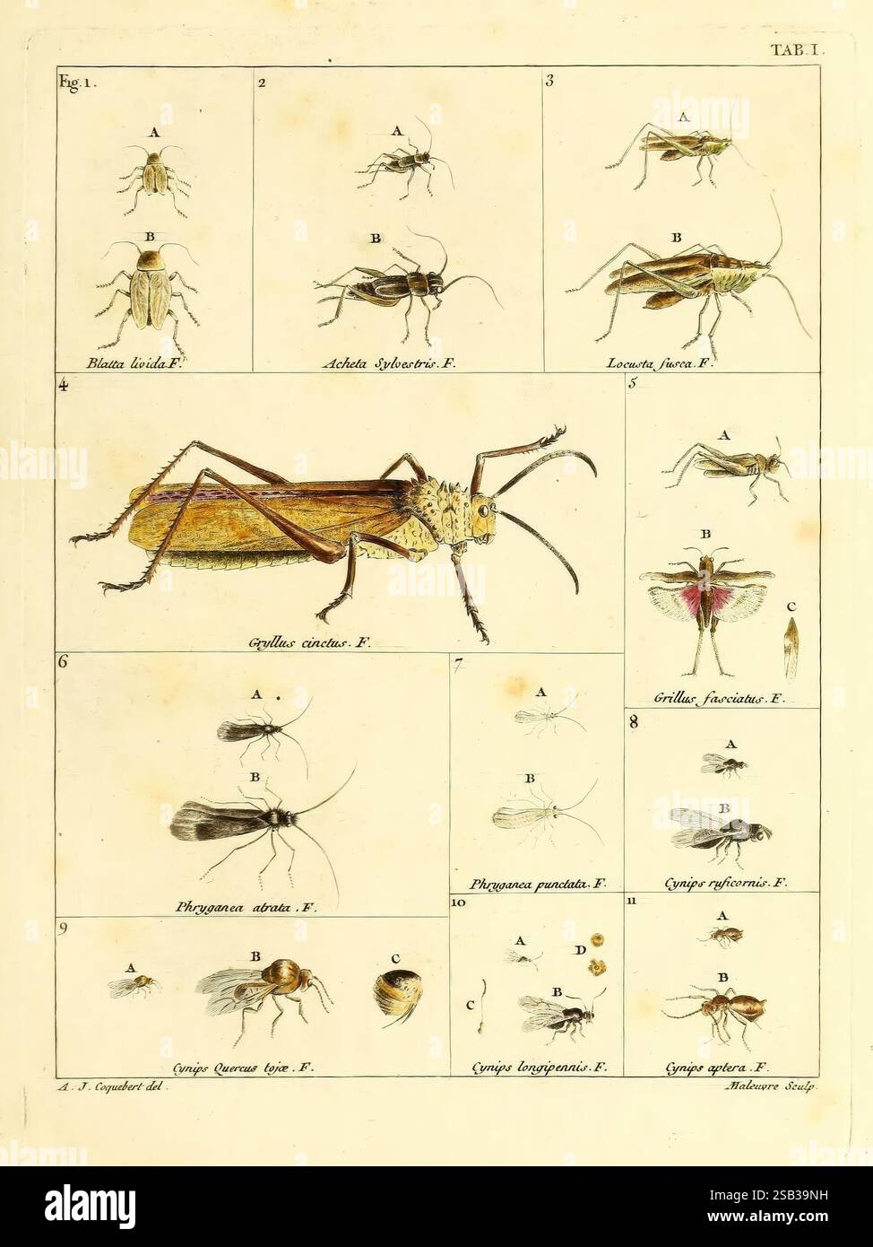Illustratio, iconographica, insectorum, quæ, in, Musæis, Parisinis ...