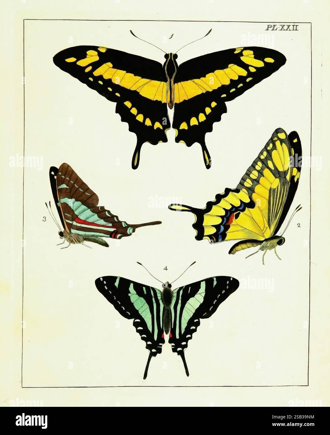 Right butterfly displays hi-res stock photography and images - Alamy