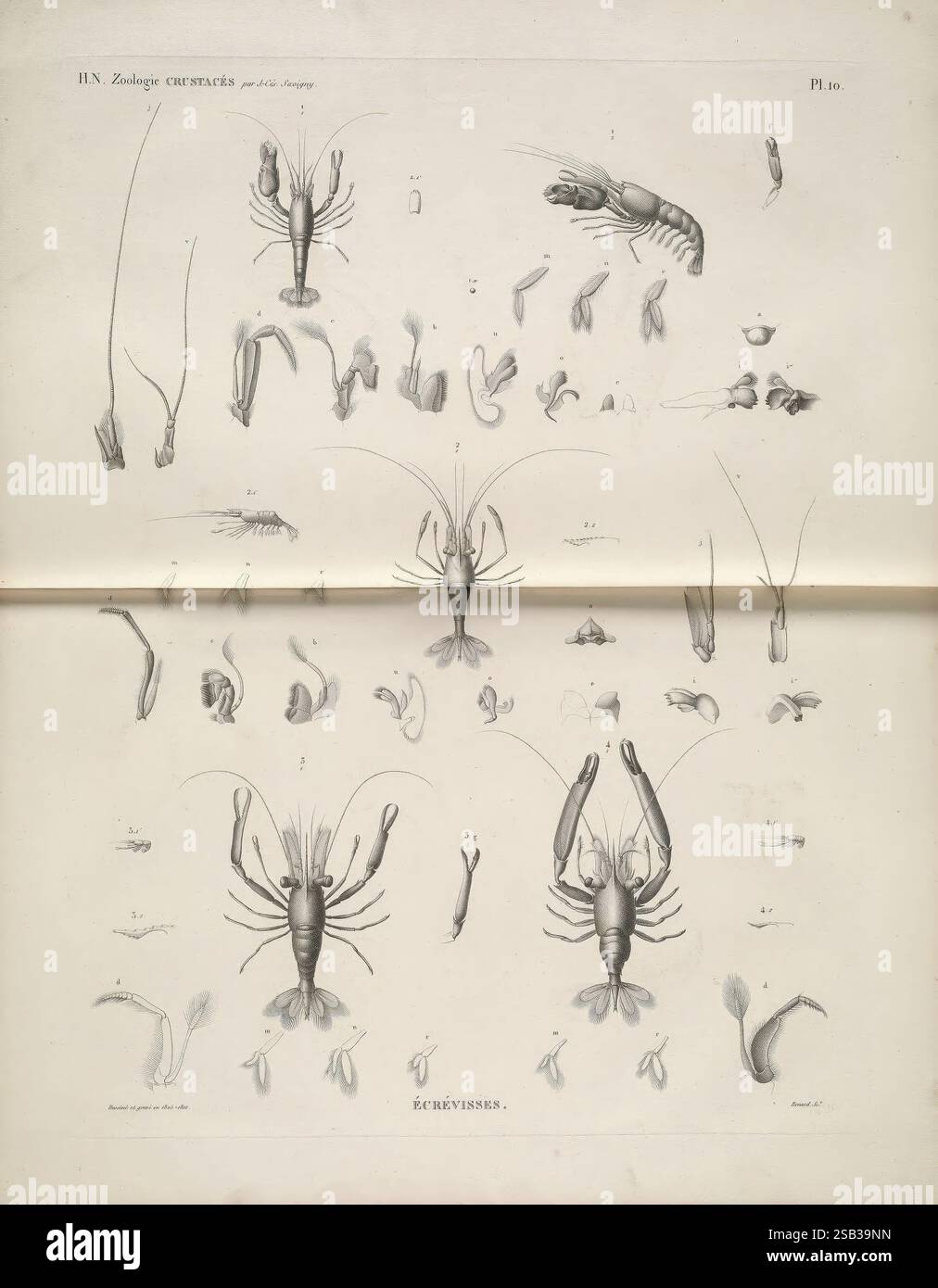 Emphasizing anatomical features important hi-res stock photography and ...