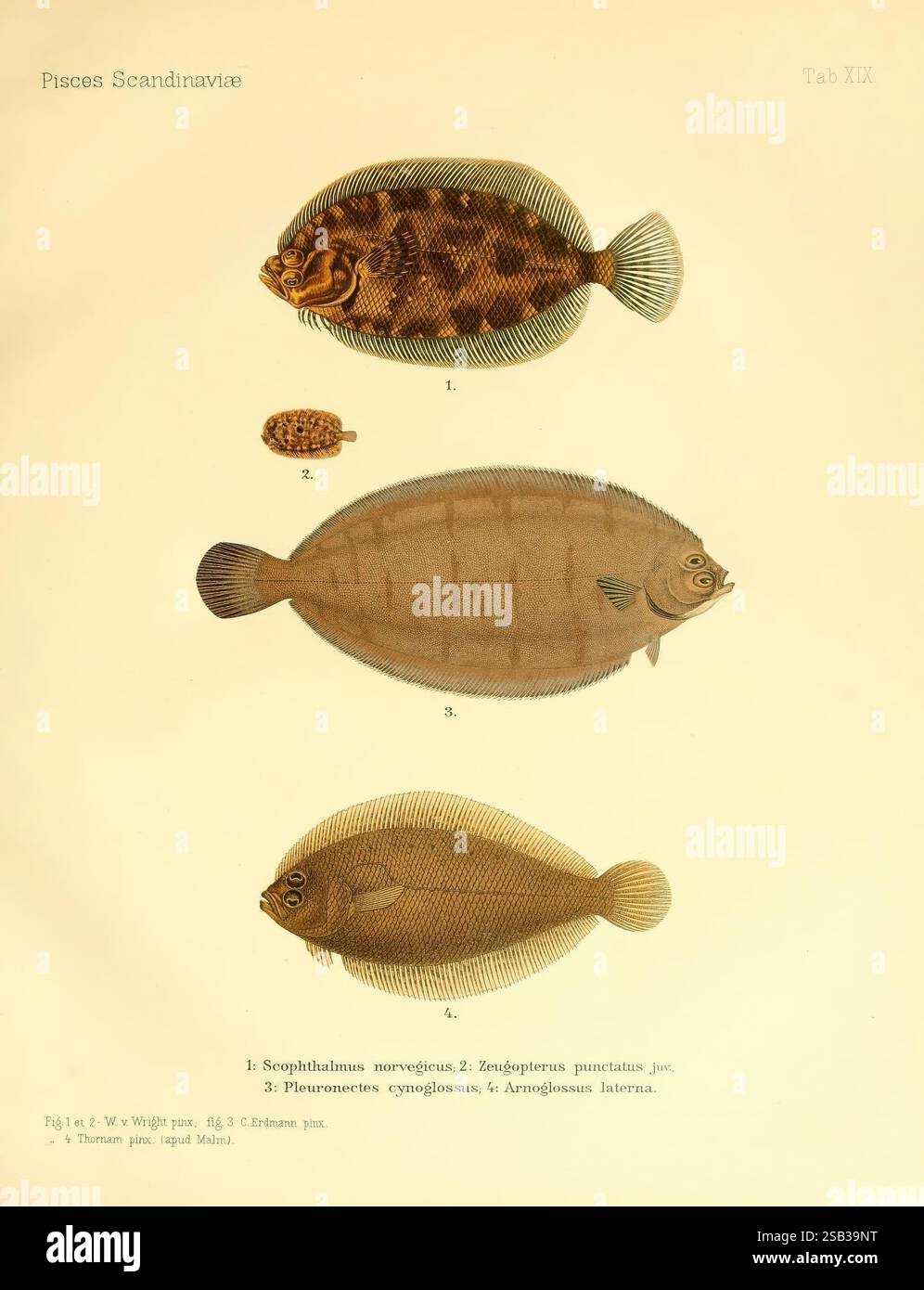 A history of Scandinavian fishes, Stockholm, P.A. Norstedt & söner ...