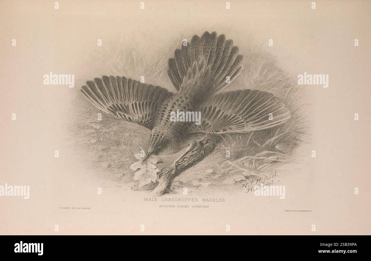 The British Warblers, London, R.H. Porter, 1907-1914, Great Britain ...