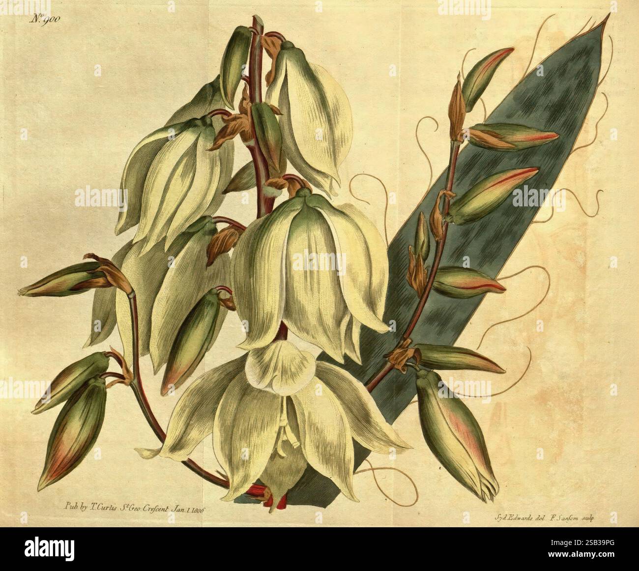 Family asparagaceae yucca usa edwards hi-res stock photography and ...