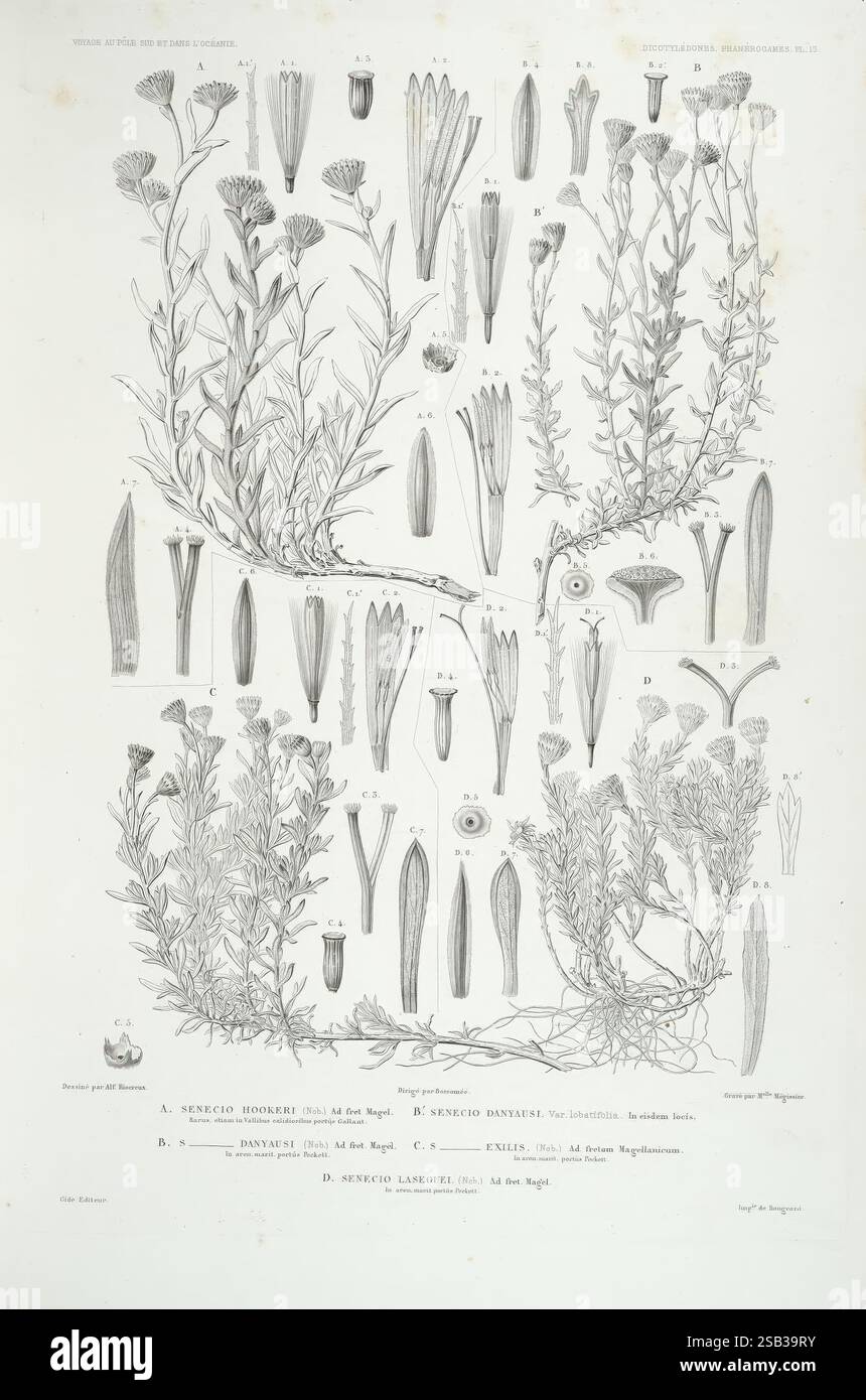 Showcases various plant species hi-res stock photography and images - Alamy