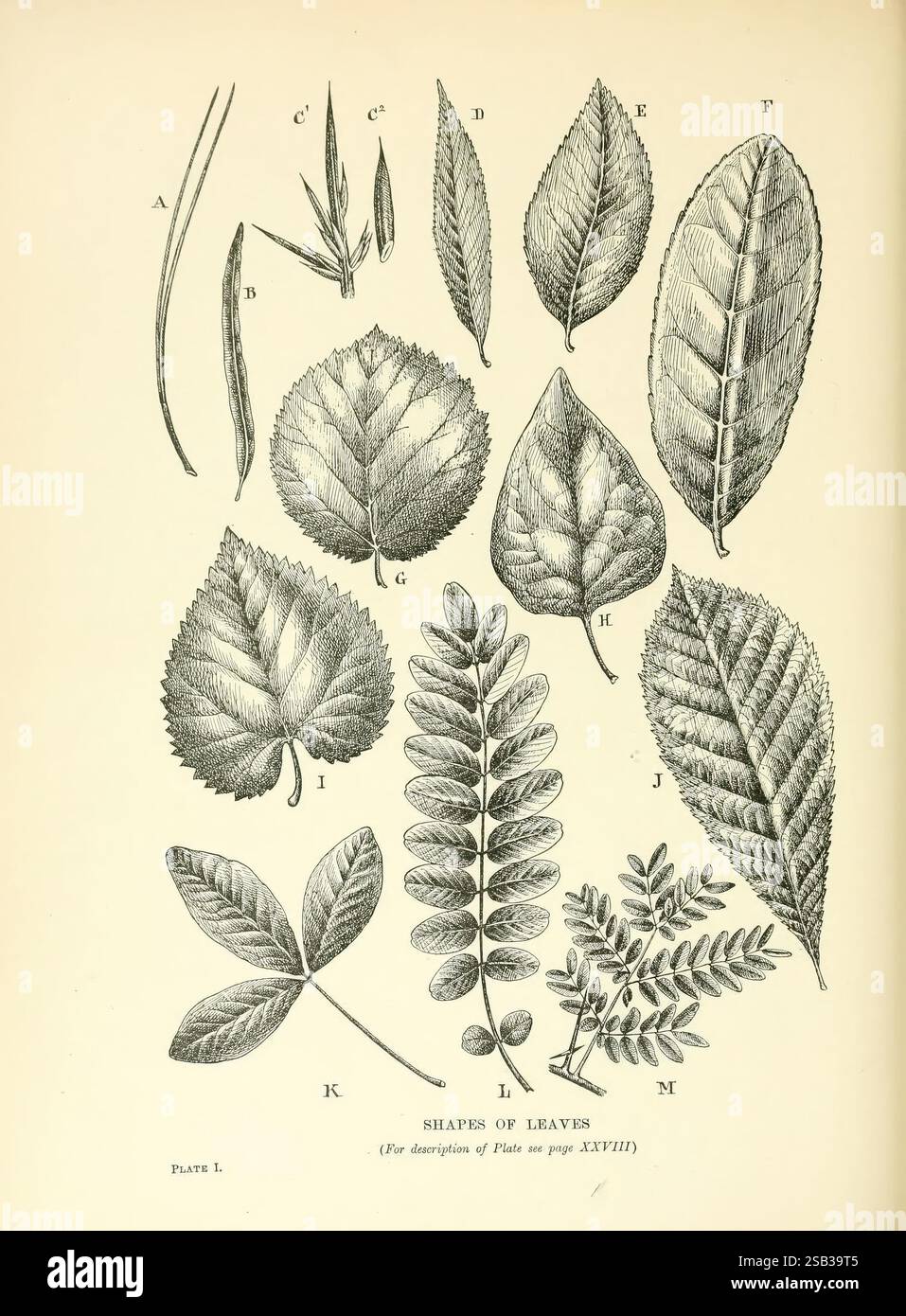 Trees and shrubs of the British Isles, London, Dent, 1909, botany ...