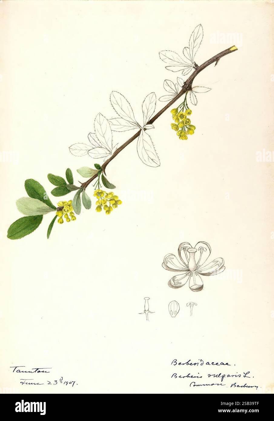 A botanical illustration featuring a branch of a flowering plant ...