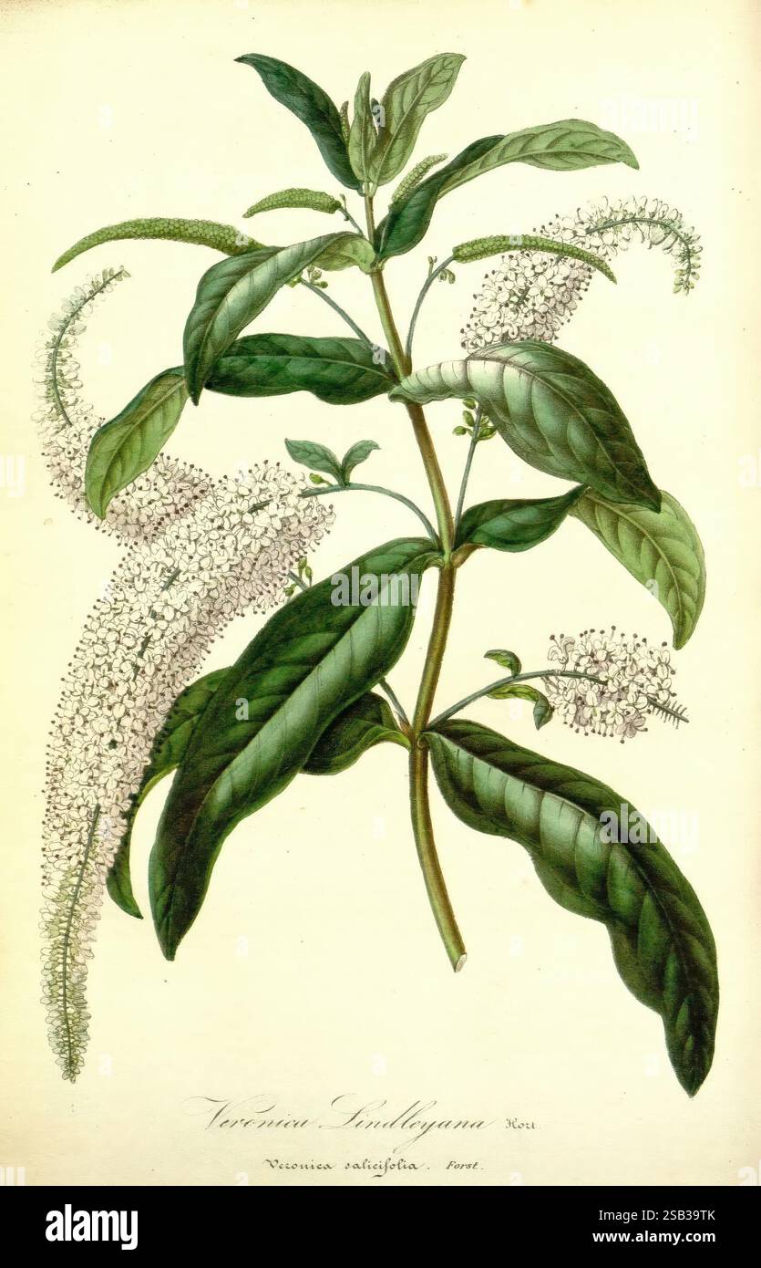 Floral structures exhibit hi-res stock photography and images - Alamy