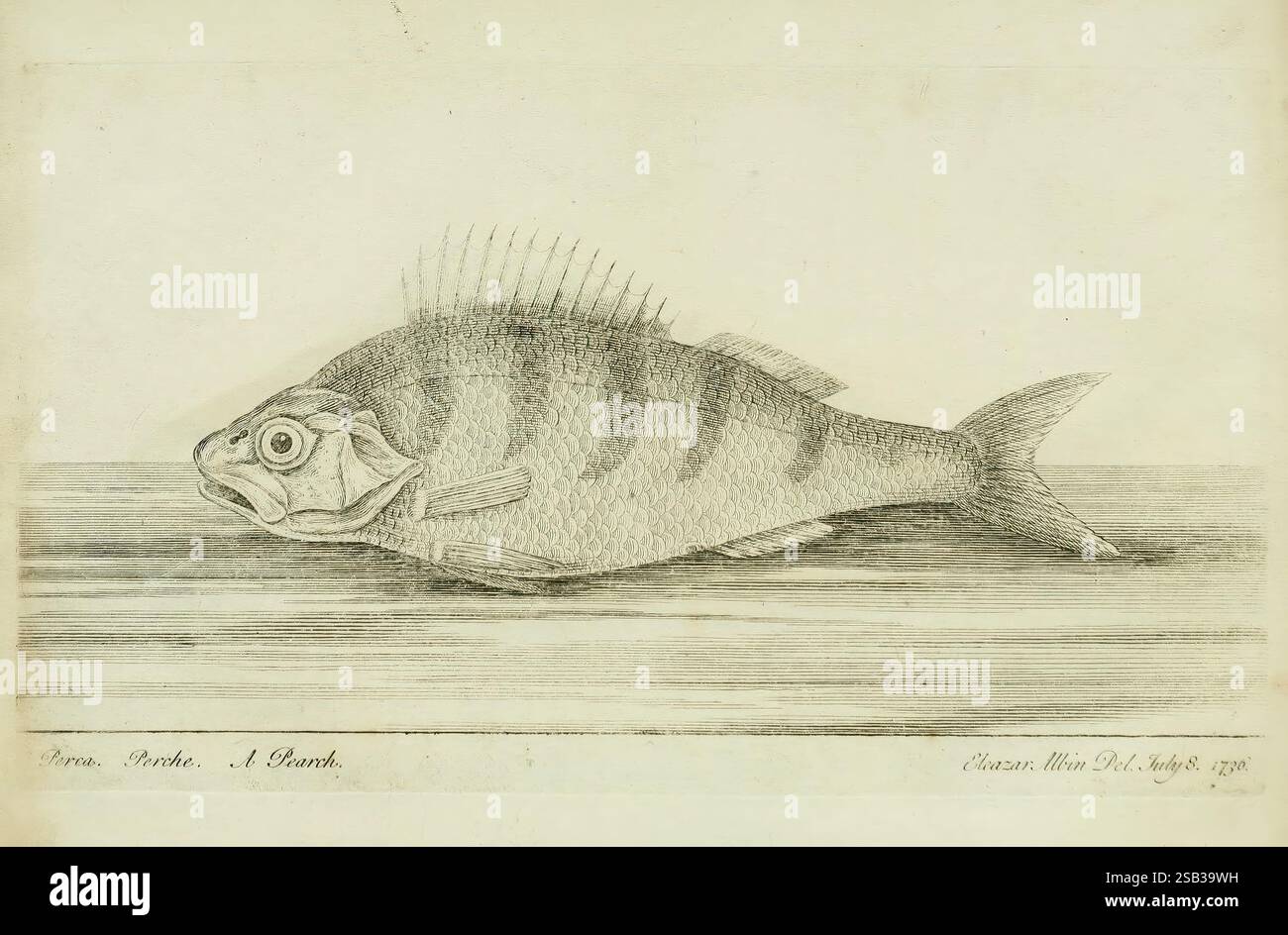 The history of esculent fish London, Printed for Edward Jeffery, Robert ...