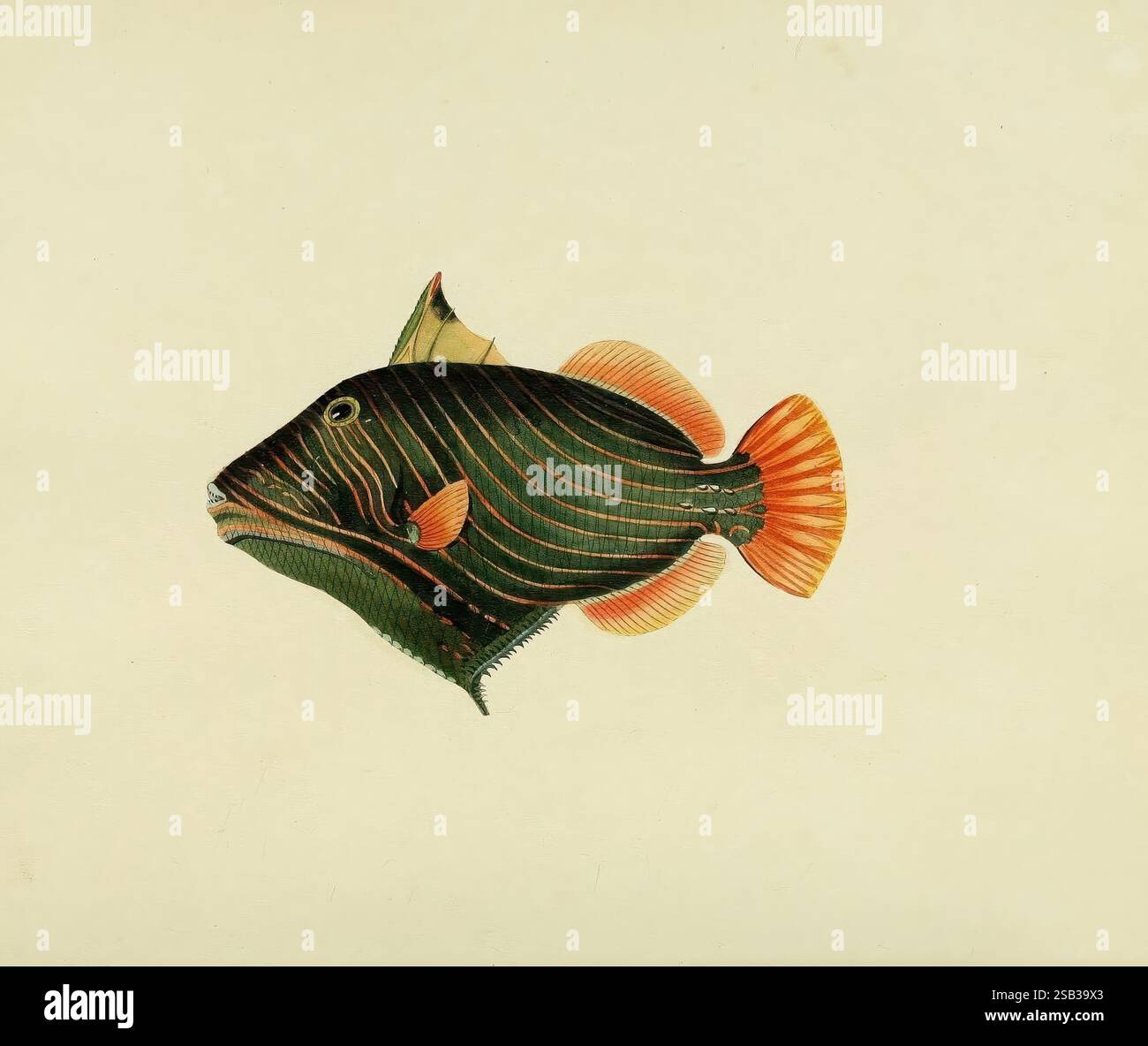 A selection from the most remarkable and interesting of the fishes ...