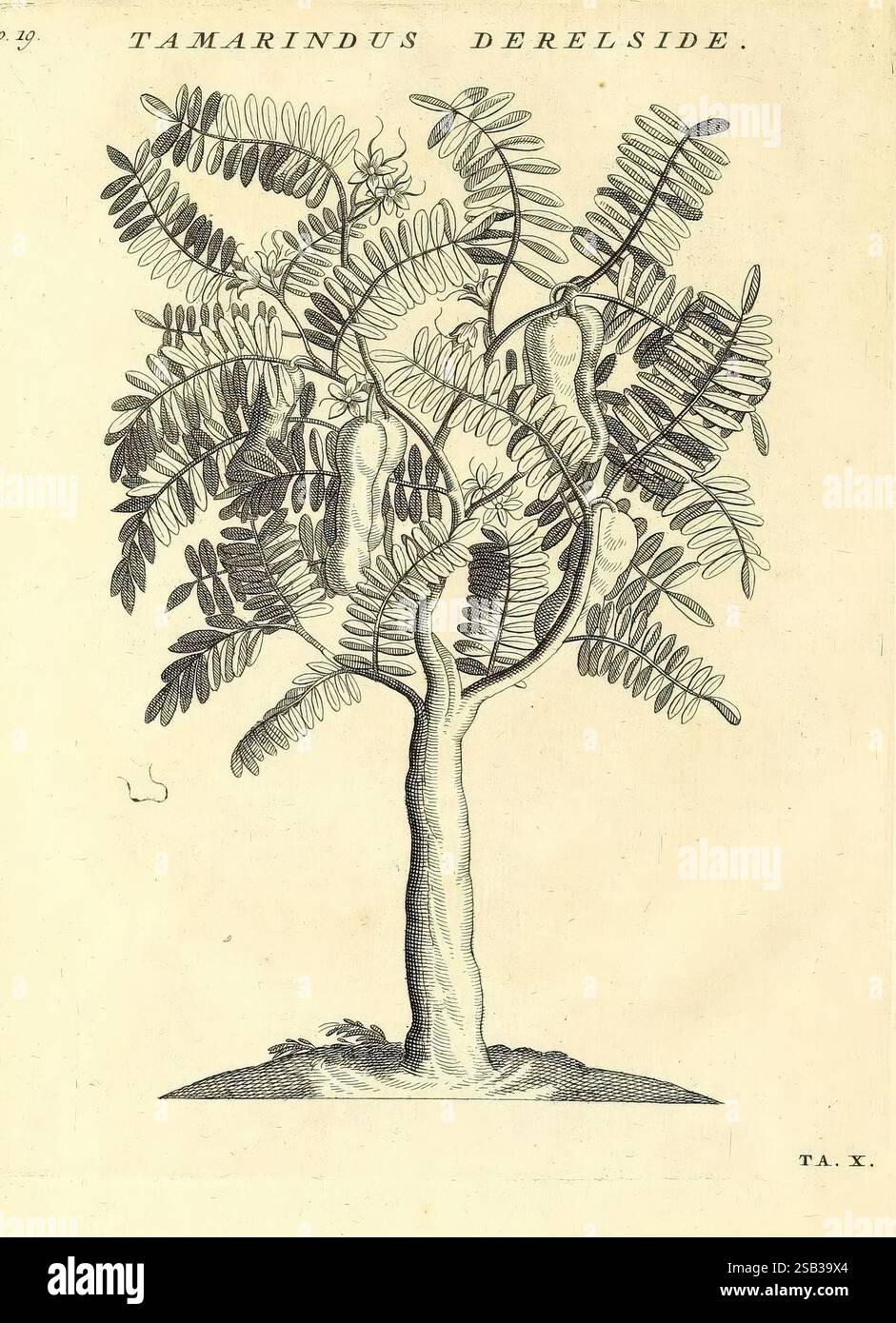 Tamarindus derelside hi-res stock photography and images - Alamy