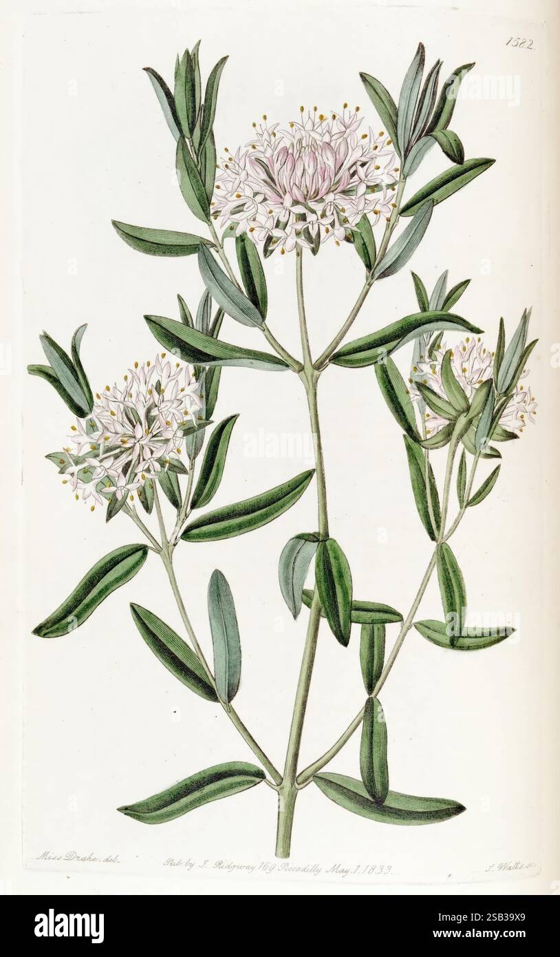 Edwards's botanical register, London, James Ridgway, 1829-1847, 1829 ...