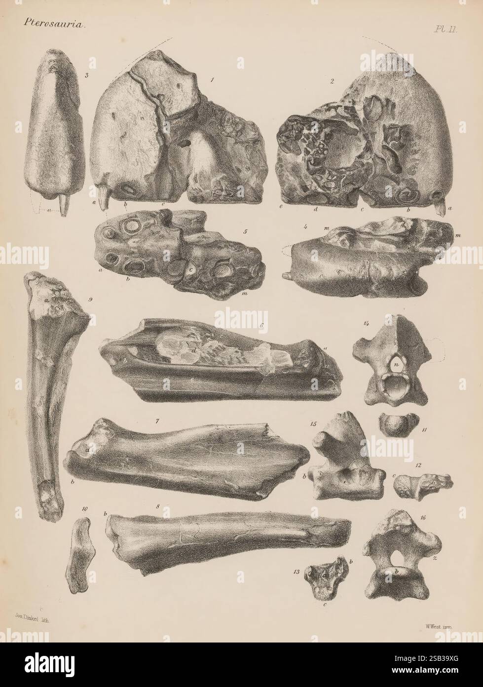 Fossil exhibits distinct textures hi-res stock photography and images ...