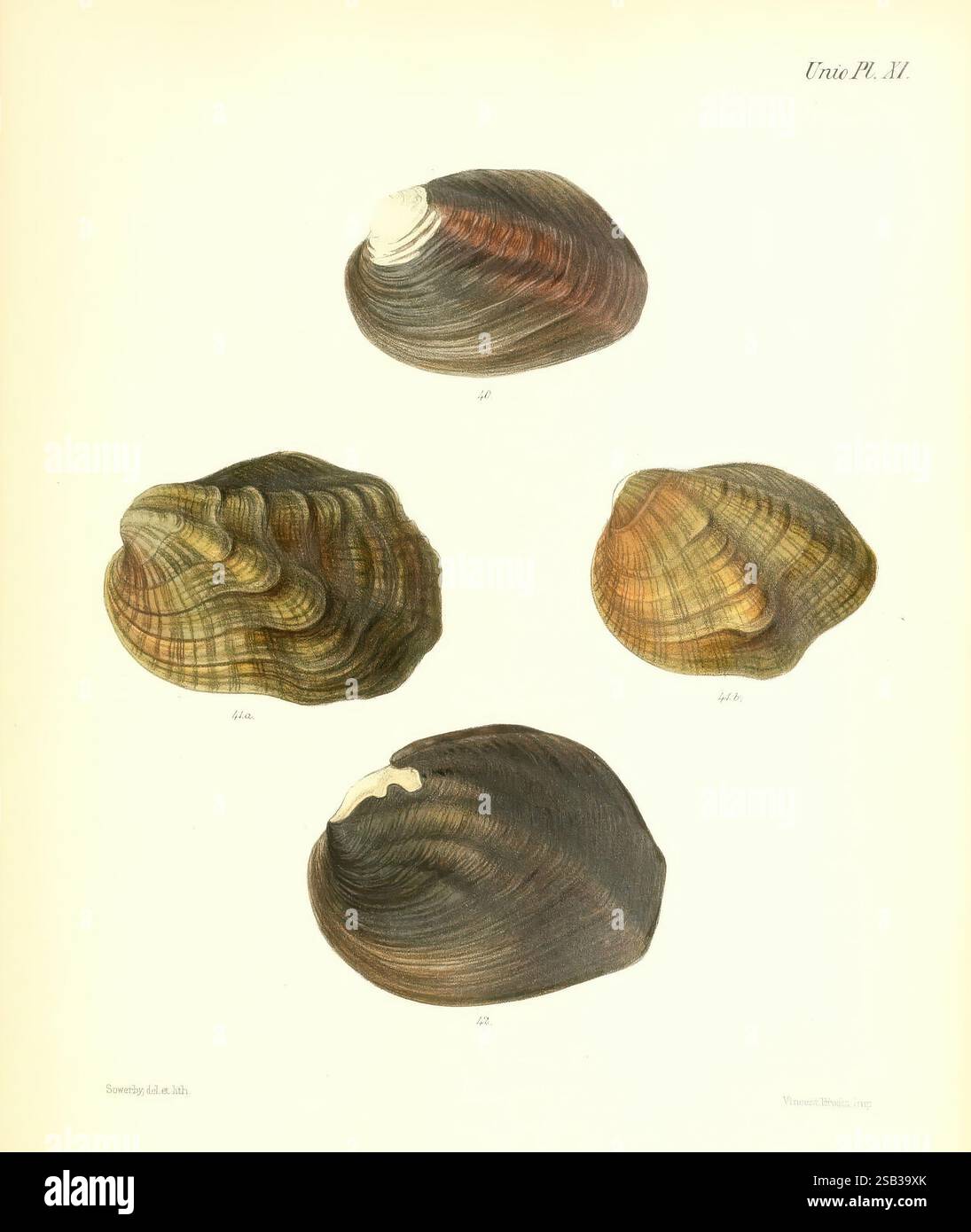 Conchologia Iconica, or Illustrations of the Shells of Molluscous ...