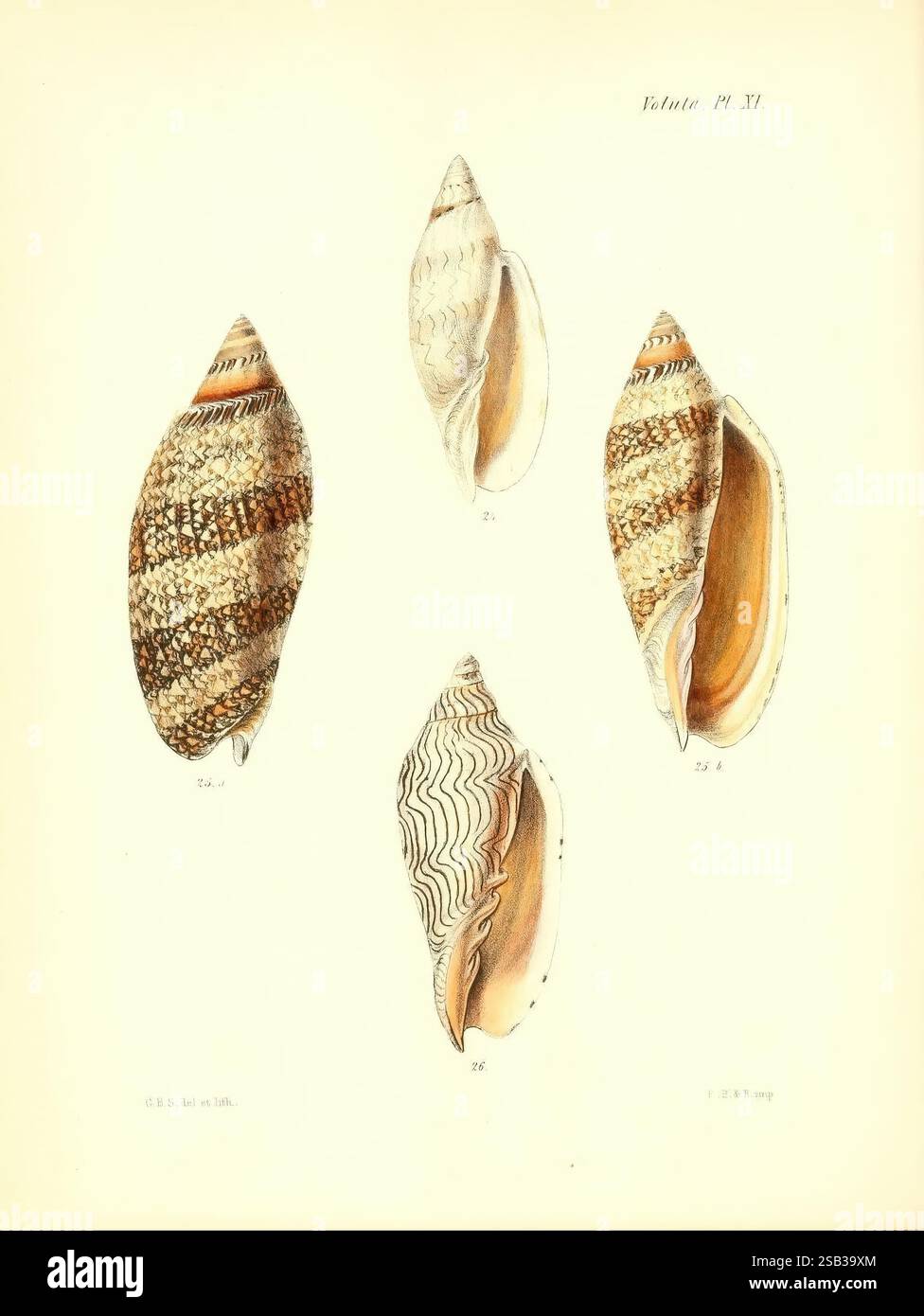 Conchologia Iconica, or Illustrations of the Shells of Molluscous ...
