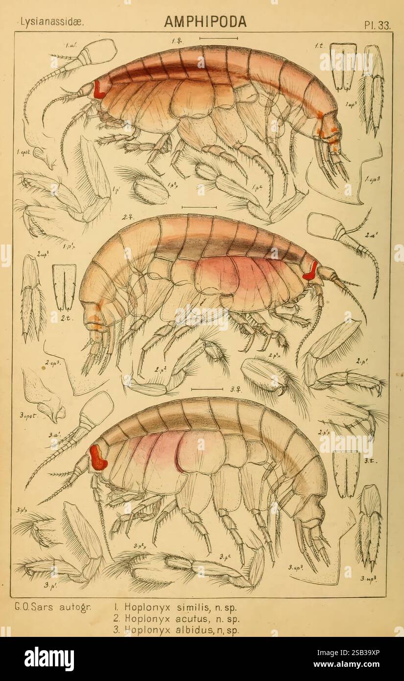 An account of the Crustacea of Norway Christiania A. Cammermeyer 1895 ...