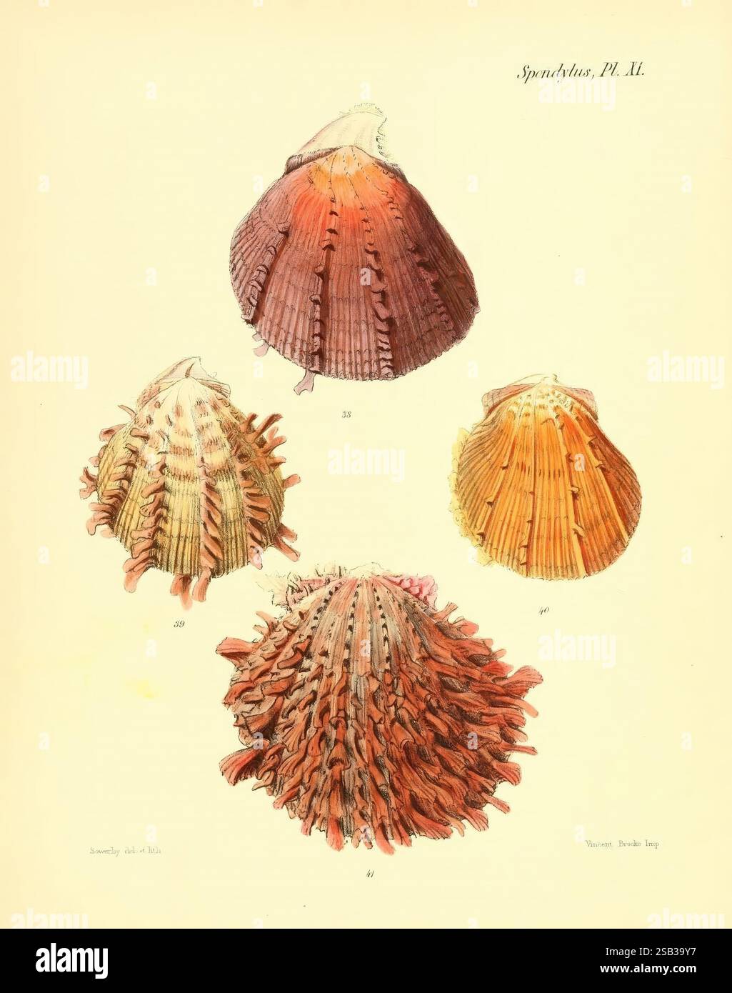 Four distinct shells hi-res stock photography and images - Alamy