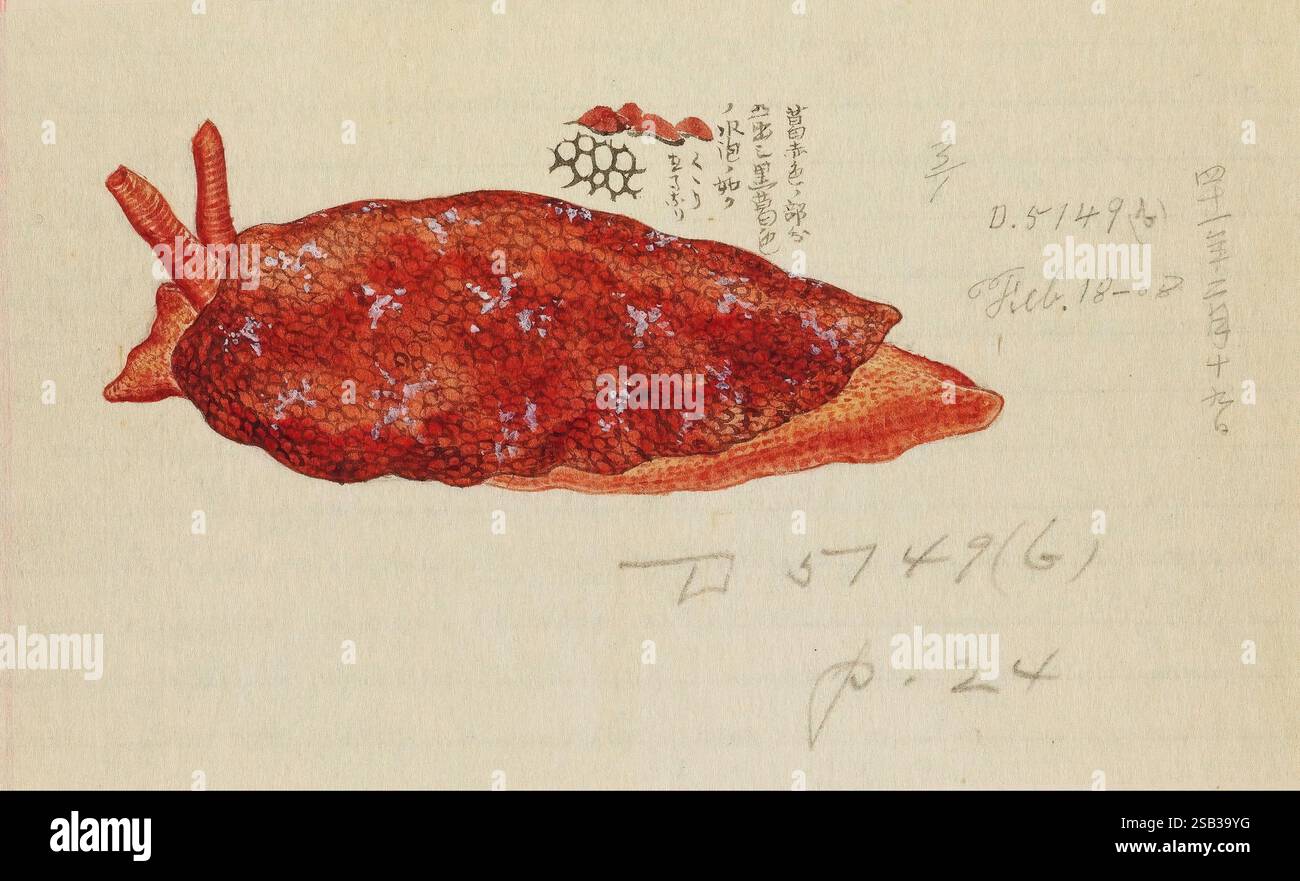 Notes, and description of specimens collected on the Philippine ...