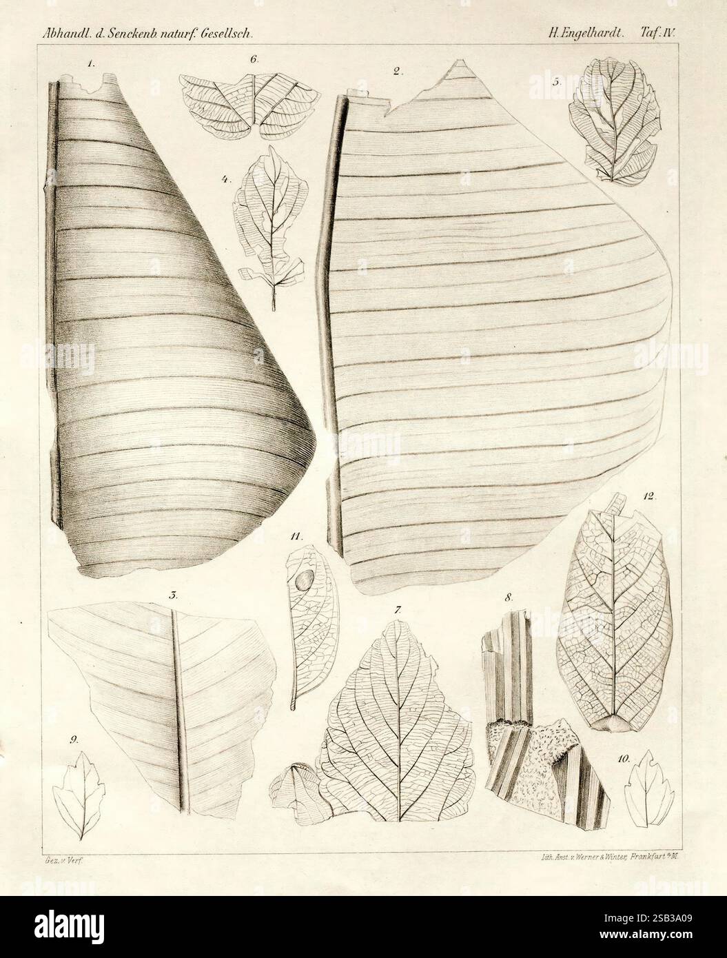 Leaves exhibit differences hi-res stock photography and images - Alamy