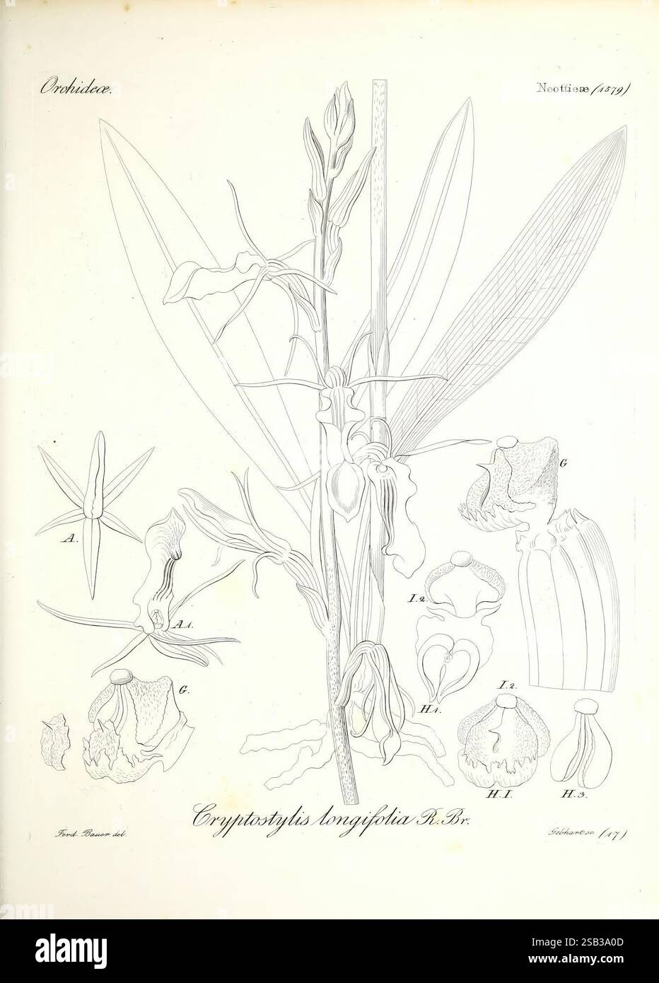 Iconographia generum plantarum, Vindobonae, F. Beck, 1838, botany ...