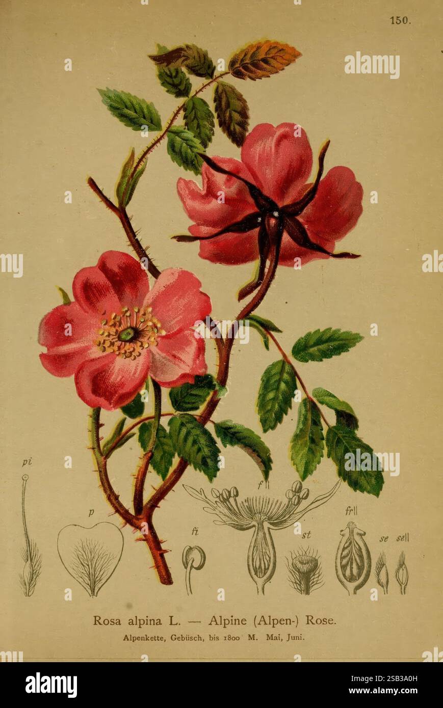 Essence of alpine flora hi-res stock photography and images - Alamy