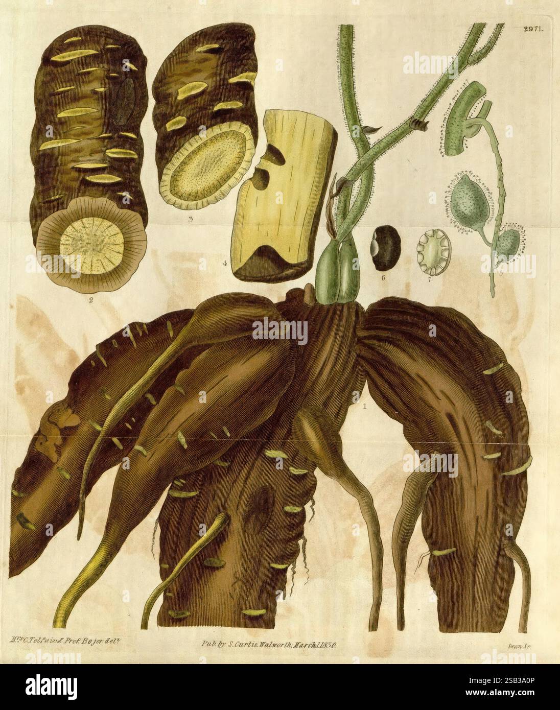 Curtis's Botanical Magazine London New York Botany Periodicals ...