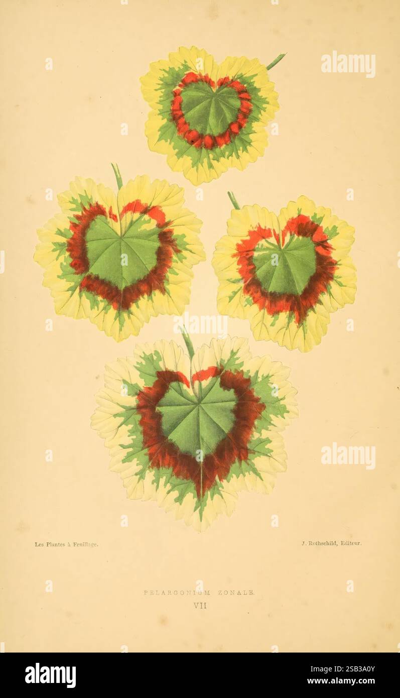 Featuring bright yellow edges hi-res stock photography and images - Alamy