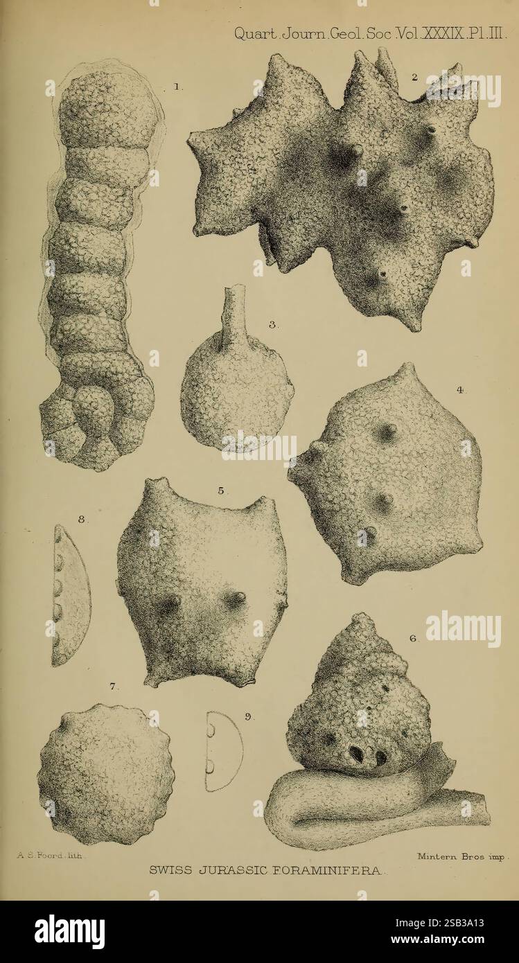 Various foraminifera specimens hi-res stock photography and images - Alamy