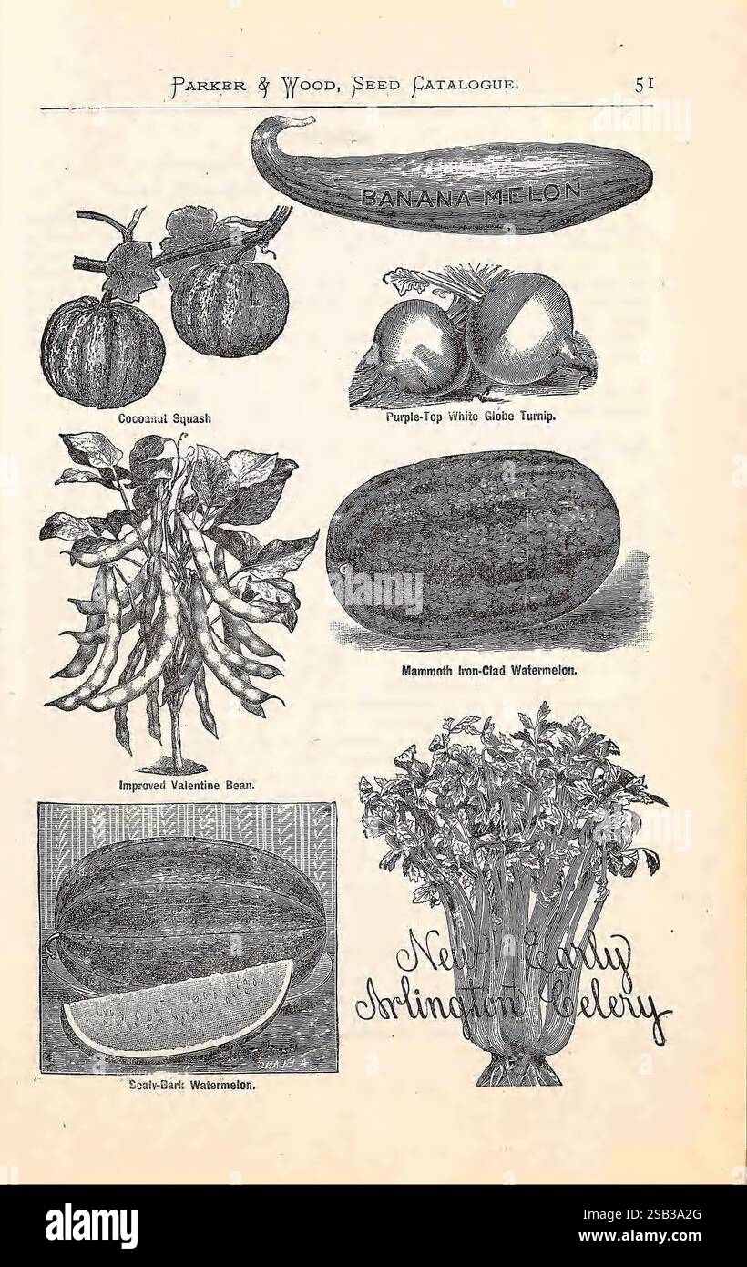 Mammoth iron clad watermelons captures attention hi-res stock ...