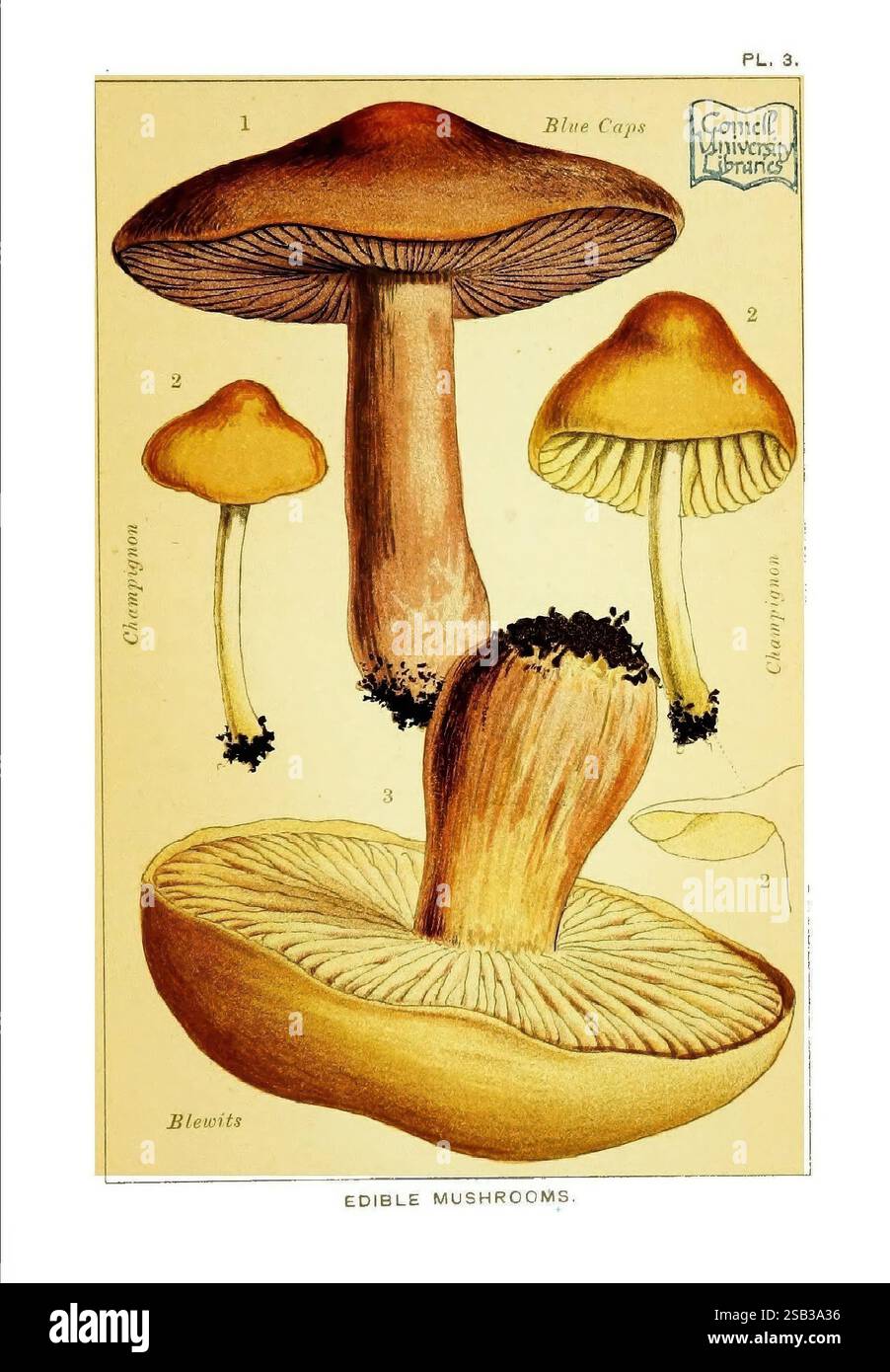 Larger mushroom reveals hi-res stock photography and images - Alamy