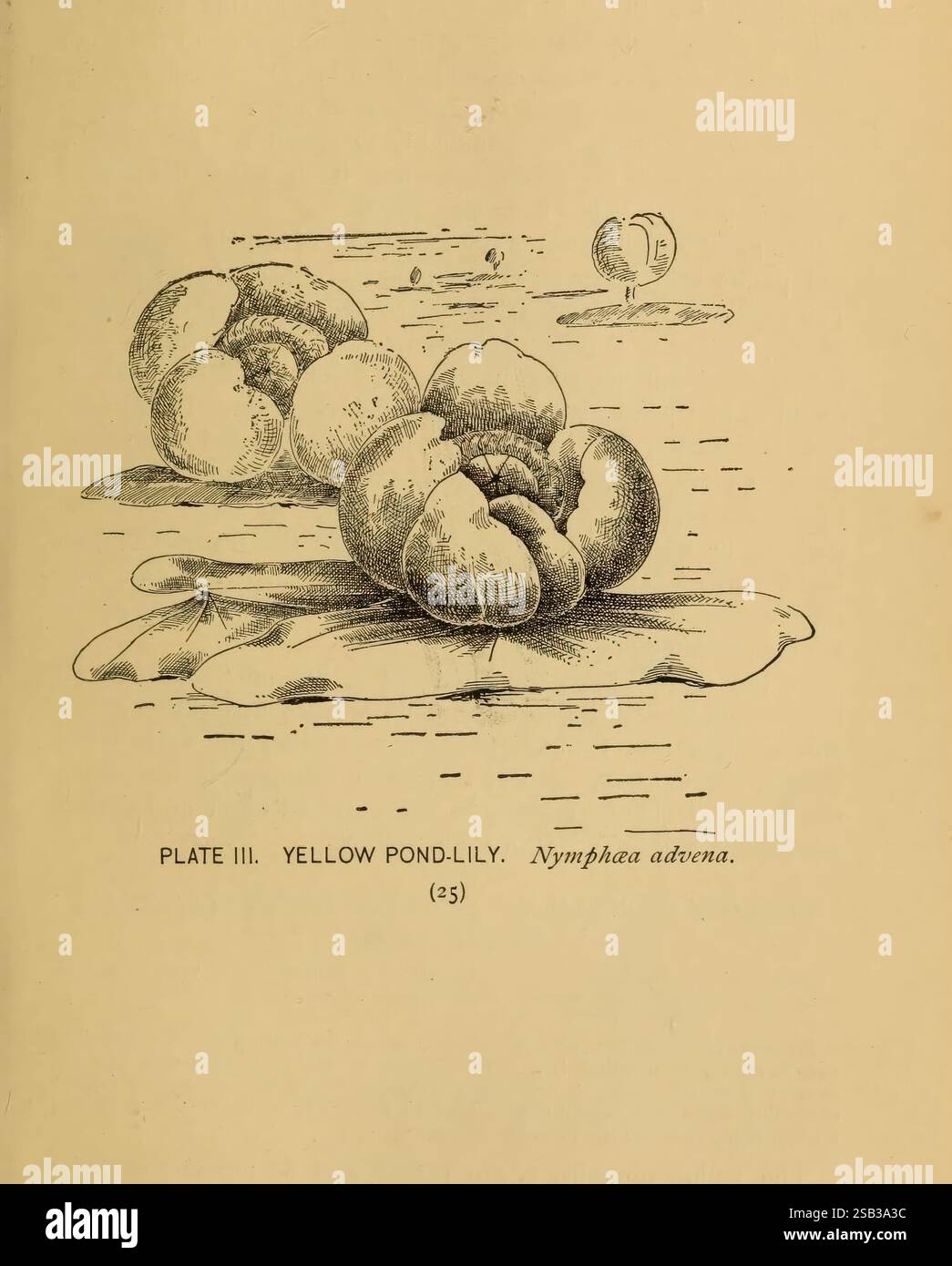 A guide to the wild flowers New York 1899 United States Wildflowers ...