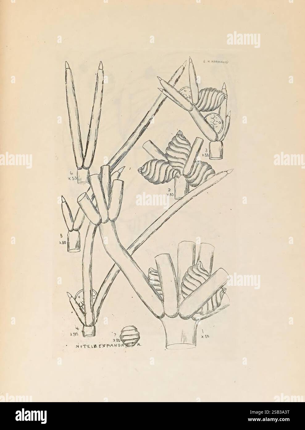 Characeae japan pictorial hi-res stock photography and images - Alamy
