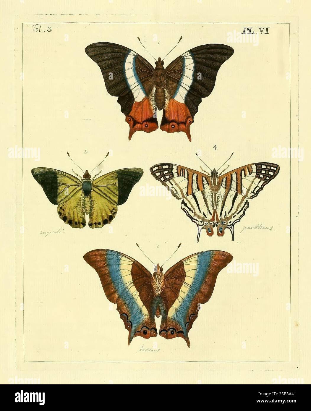 Second brown patterned butterfly hi-res stock photography and images ...