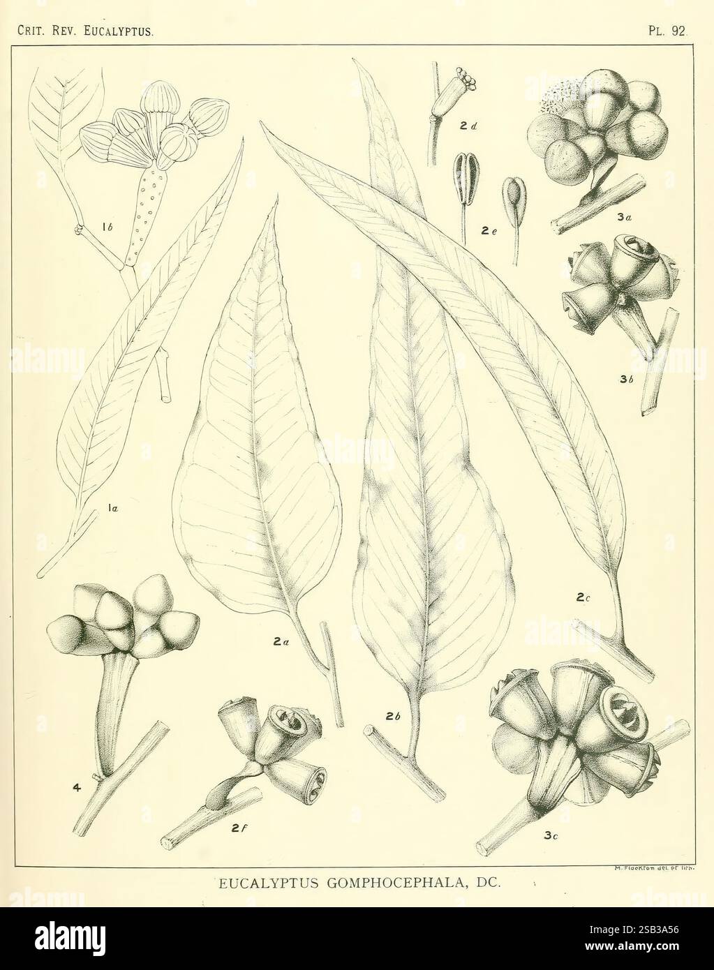 Educational references in plant identification hi-res stock photography ...