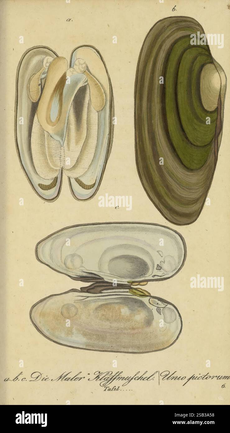 Closed shell displays hi-res stock photography and images - Alamy