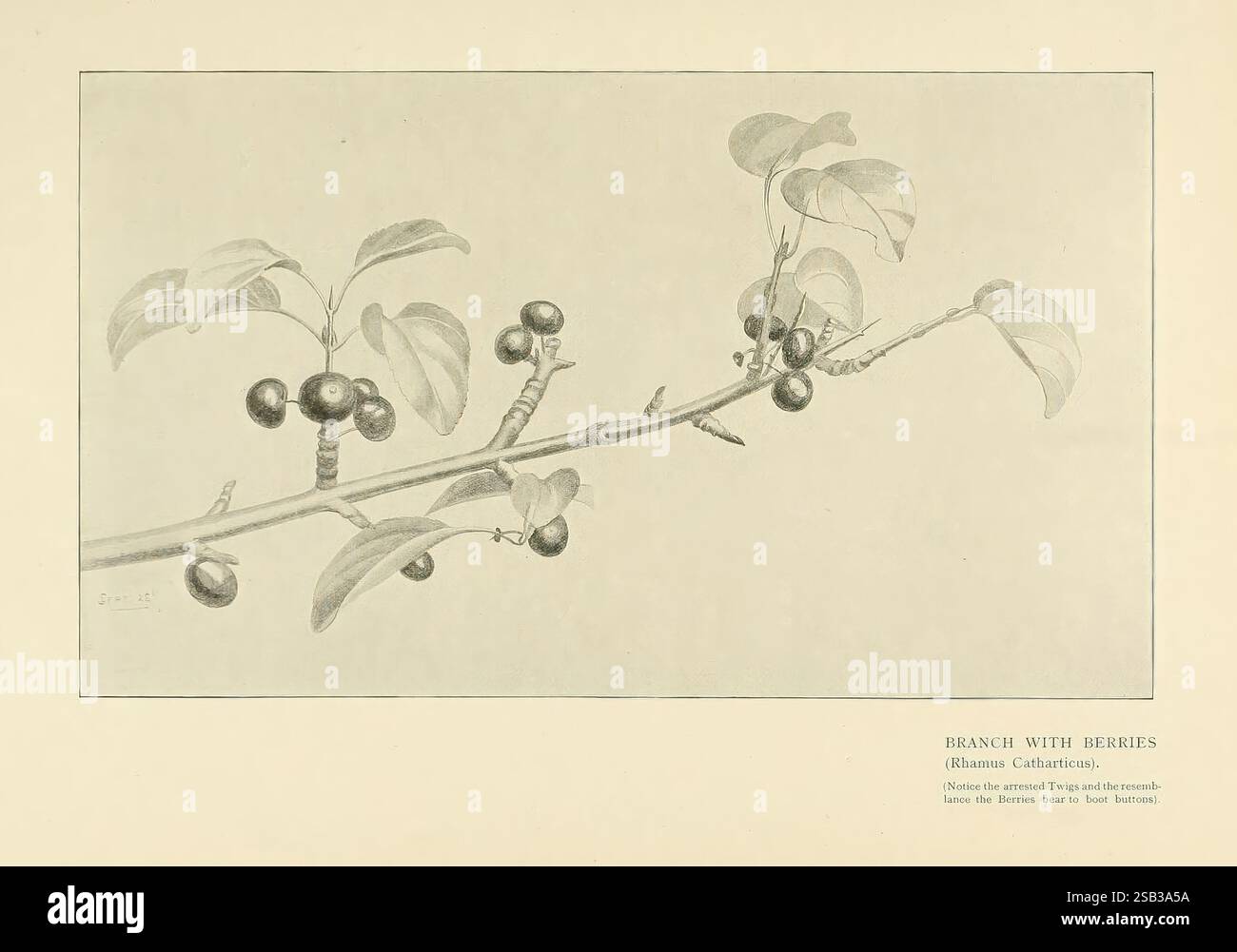 British, trees, London, Hutchinson, 1907, Great Britain, trees, A ...