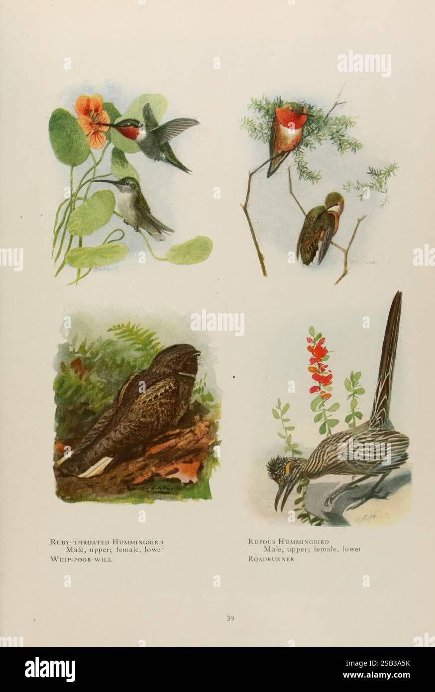 The book of birds, Washington, D.C, 1921, birds, United States, This ...