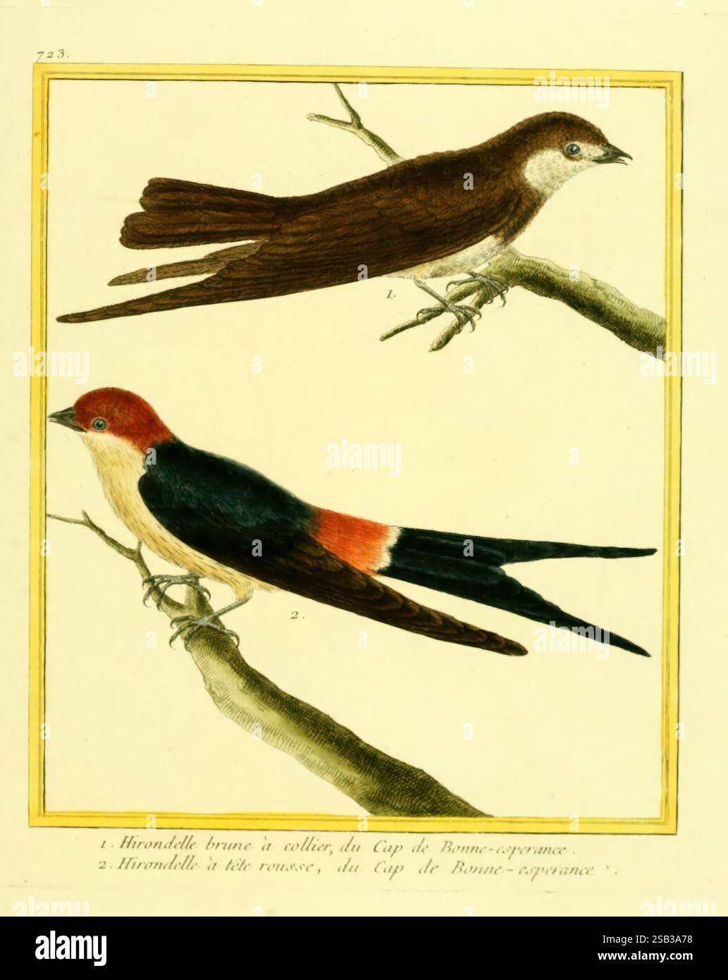 Planches enluminées d'histoire naturelle, Paris?, s.n, 1765-1783 ...