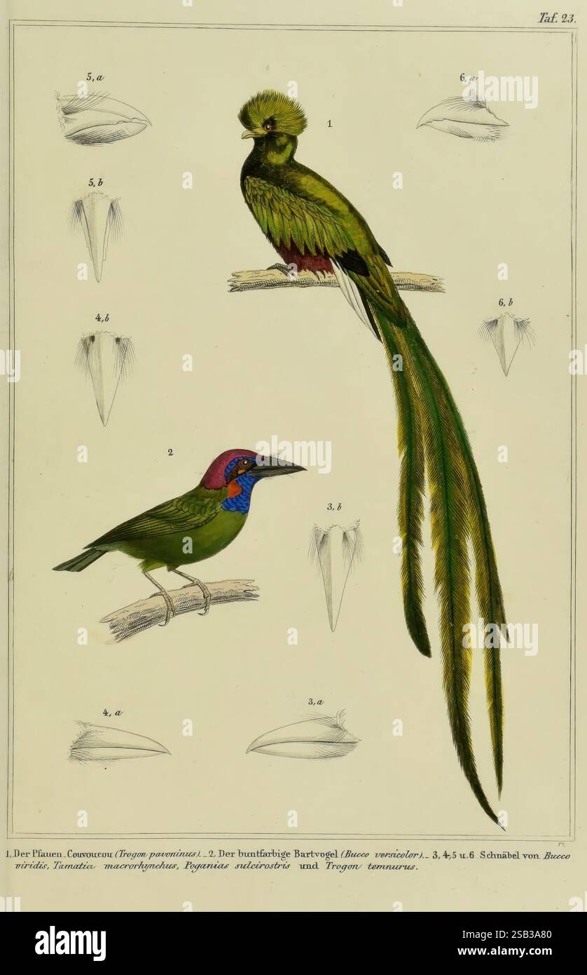 Upper bird features vibrant plumage hi-res stock photography and images ...
