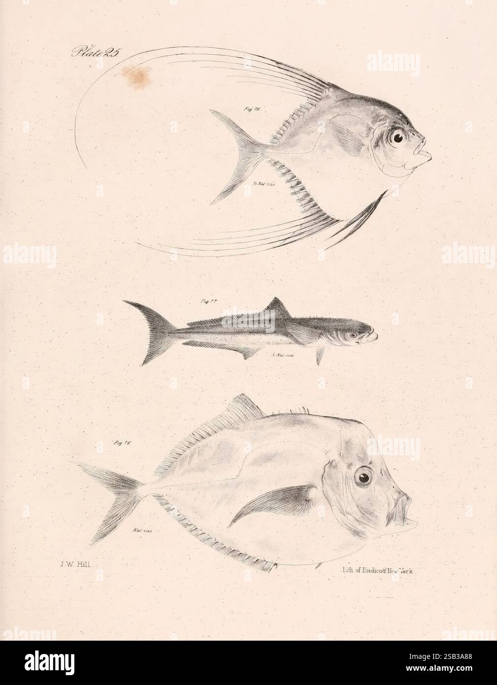 Distinct species exhibits hi-res stock photography and images - Alamy